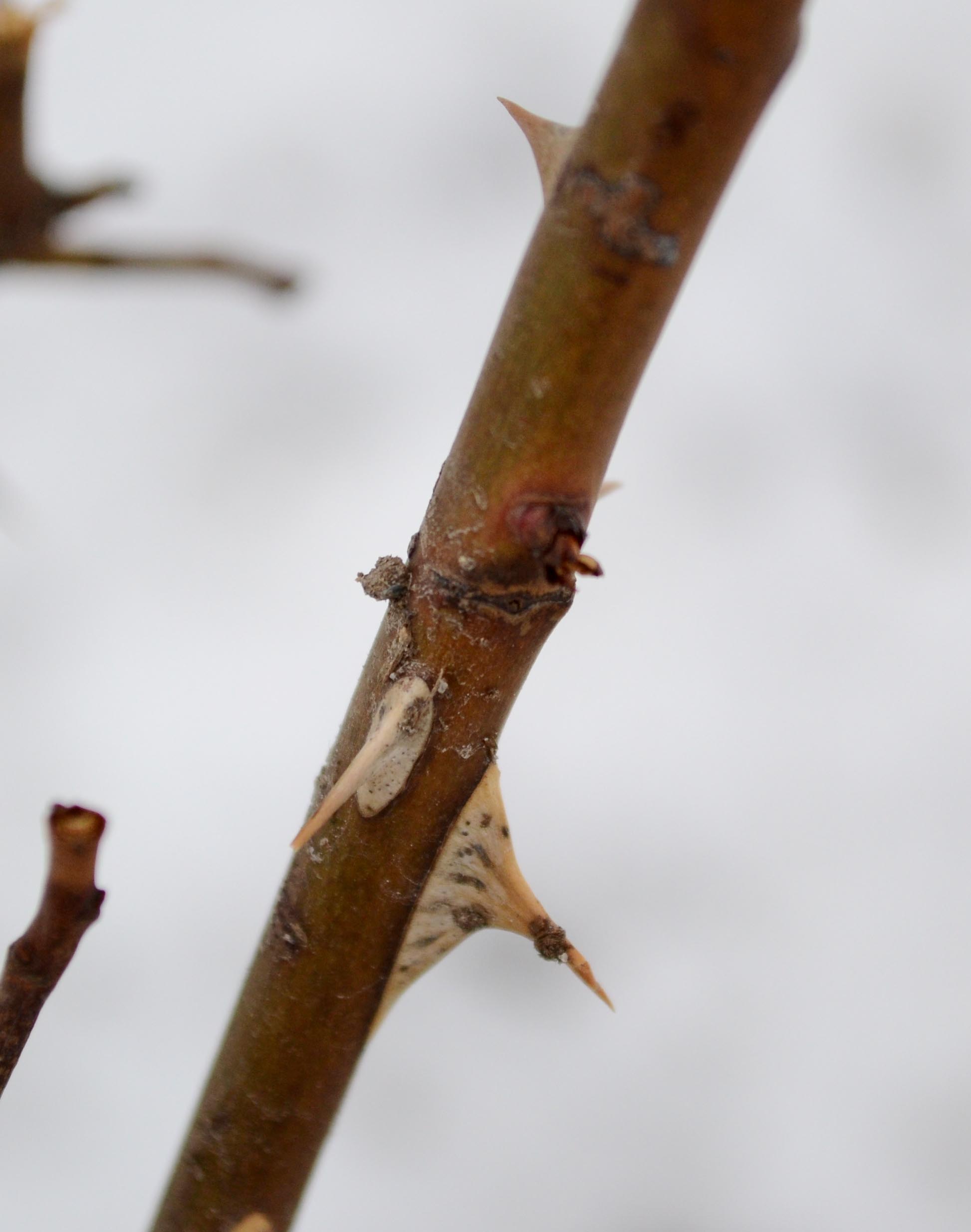 Rosa × ‘BAIage’ [sold as High Voltage Easy Elegance®] – Purdue ...