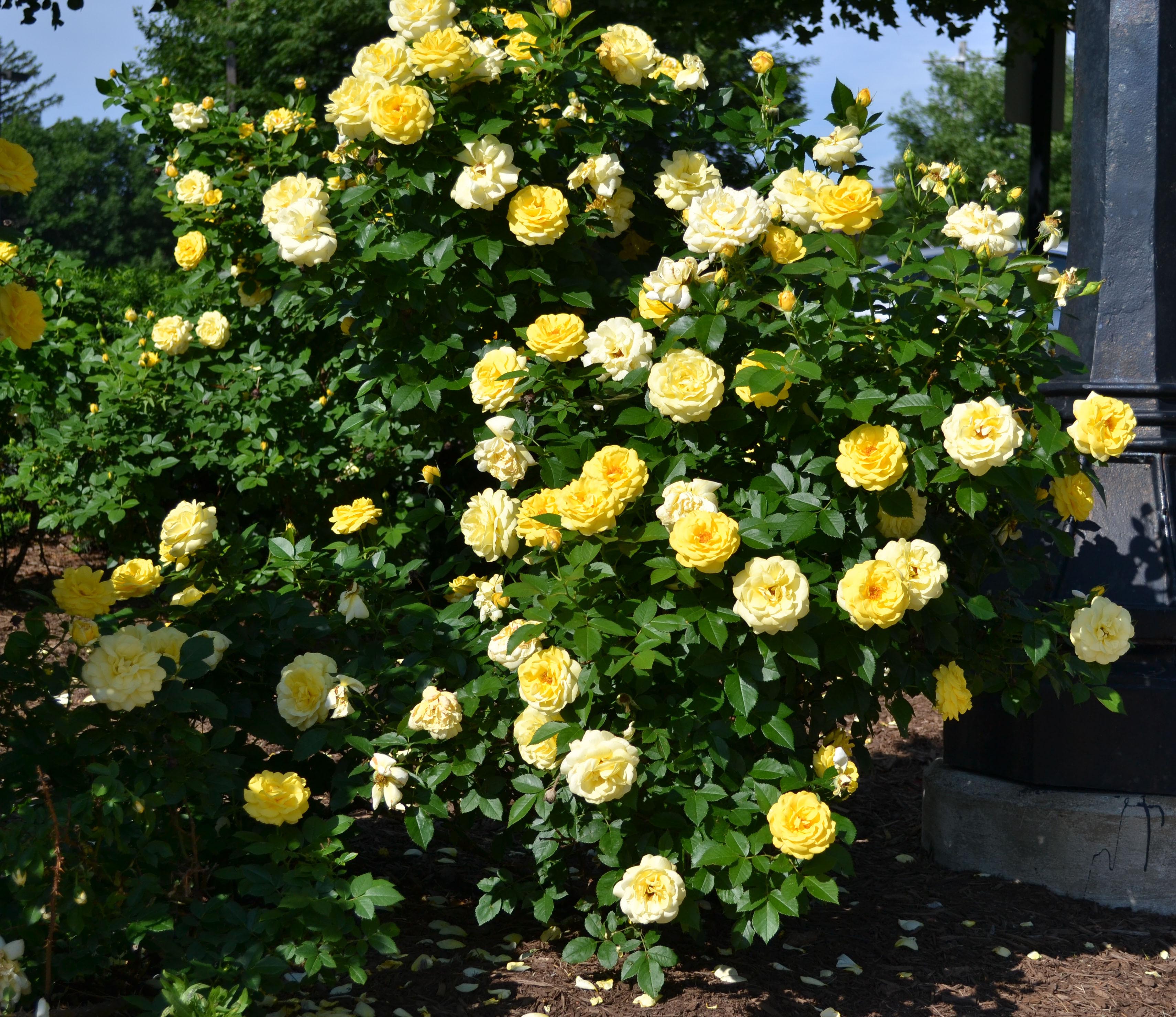Rosa × ‘BAIage’ [sold as High Voltage Easy Elegance®] – Purdue ...