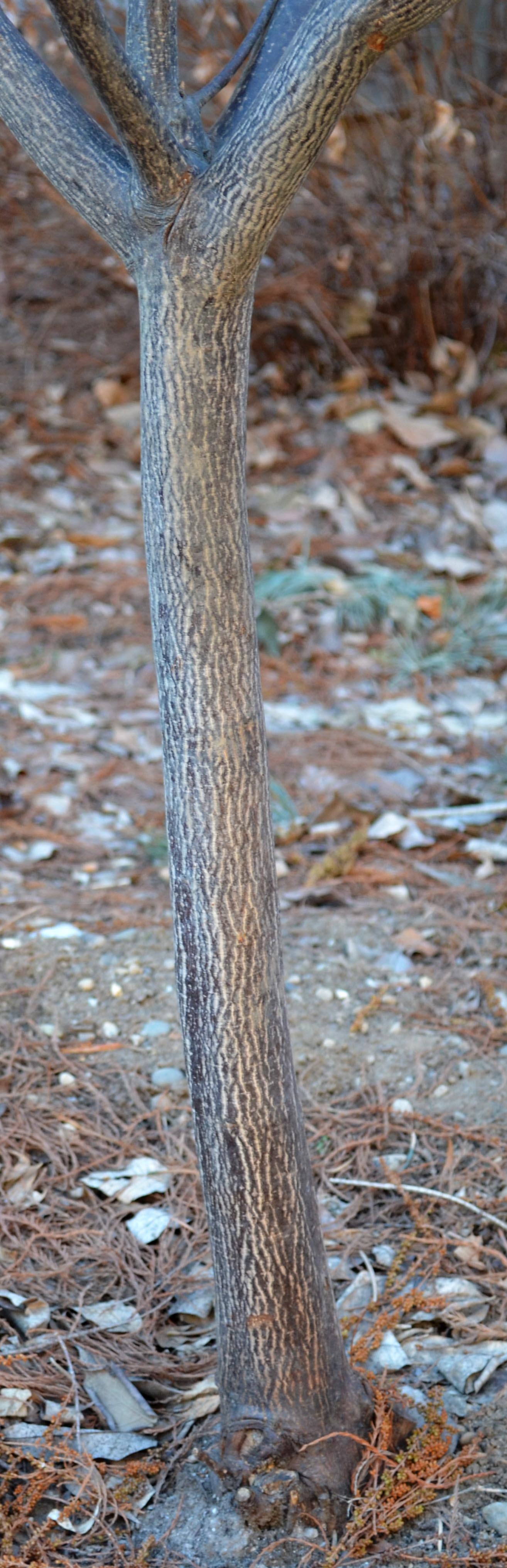 Franklinia alatamaha – Purdue Arboretum Explorer