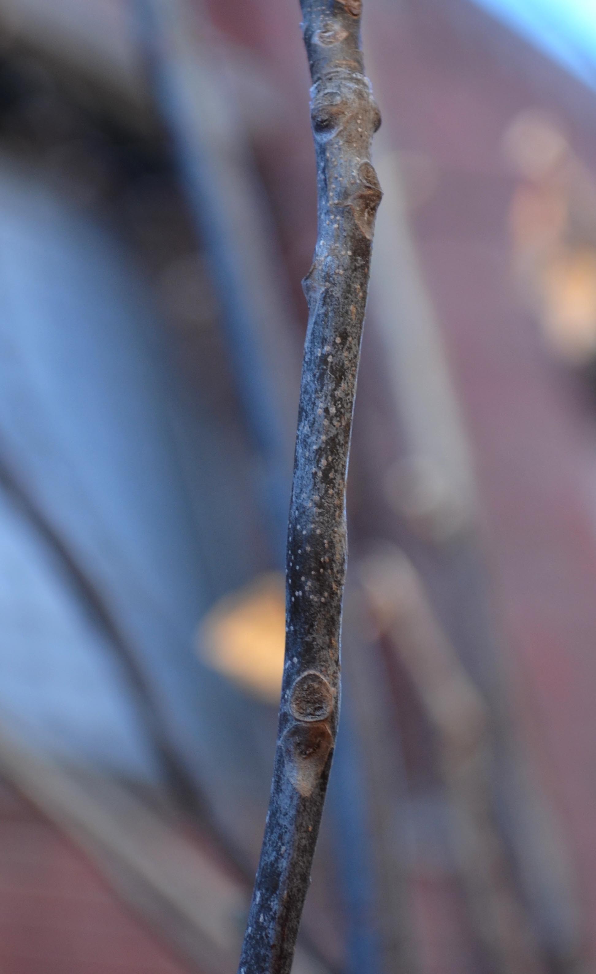 Franklinia alatamaha – Purdue Arboretum Explorer