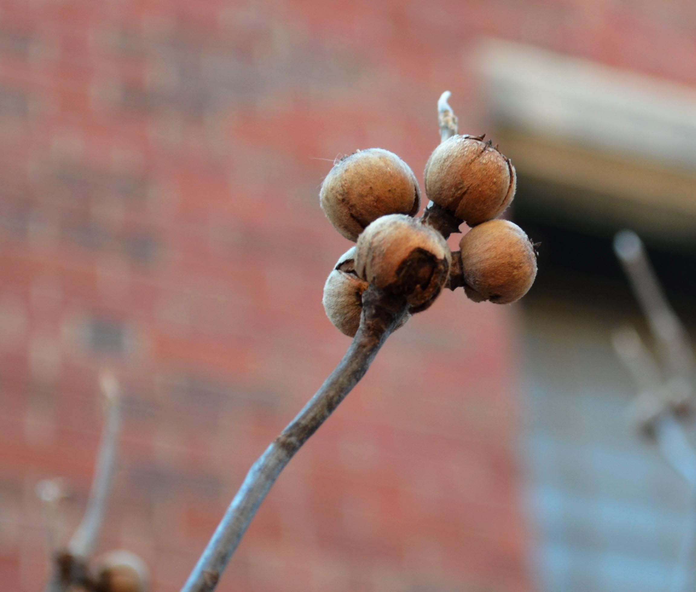 Franklinia alatamaha – Purdue Arboretum Explorer