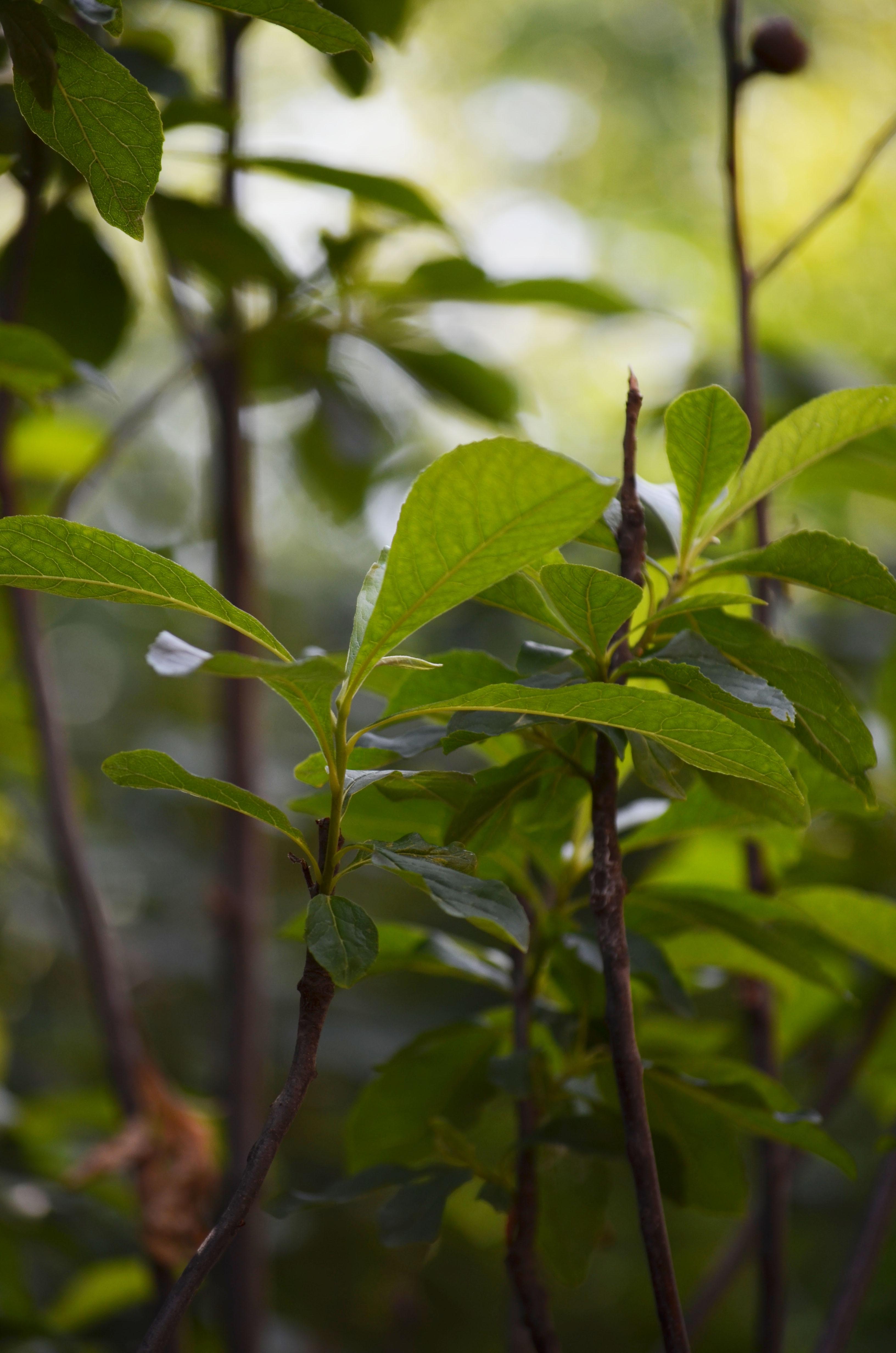 Franklinia alatamaha – Purdue Arboretum Explorer