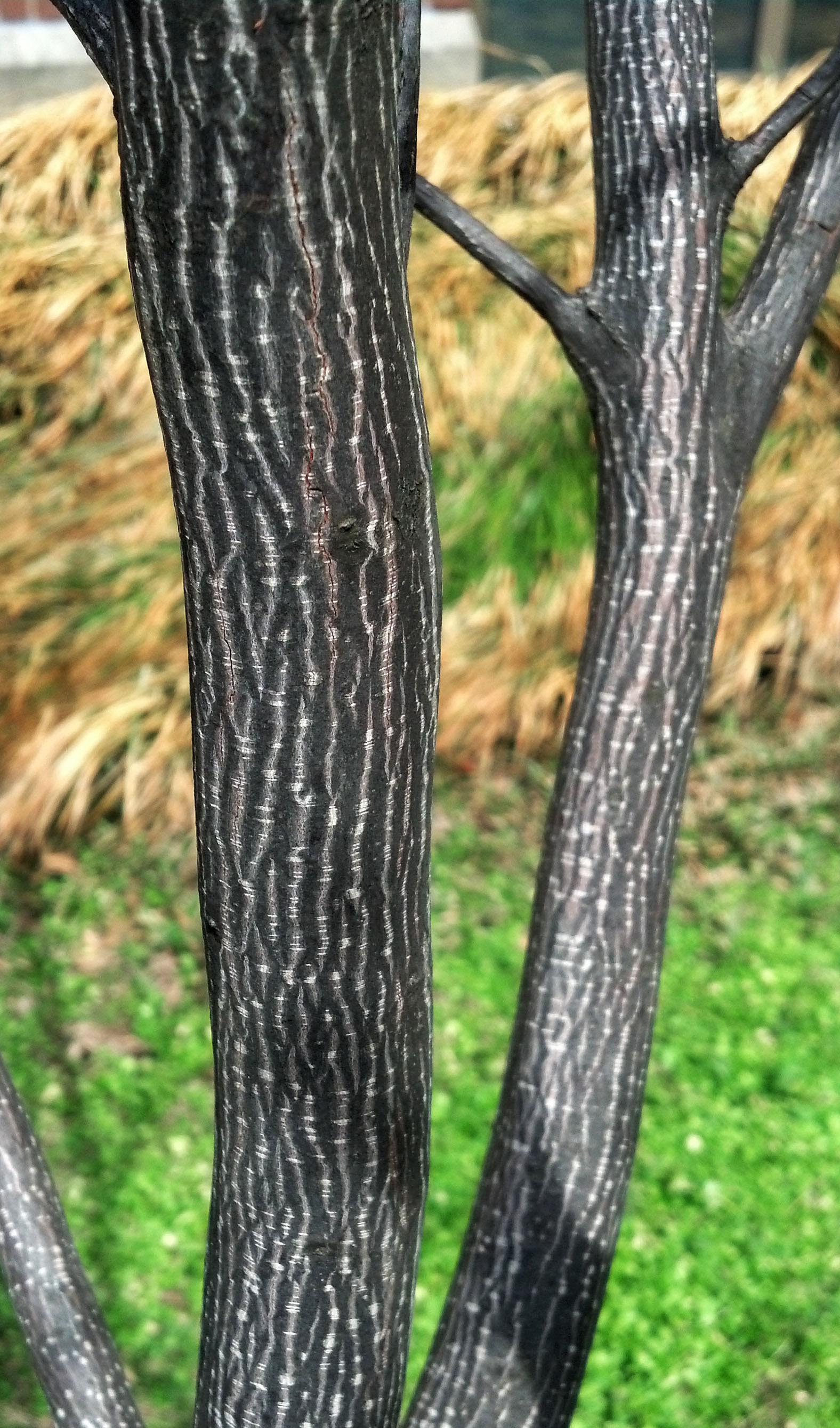 Franklinia alatamaha – Purdue Arboretum Explorer