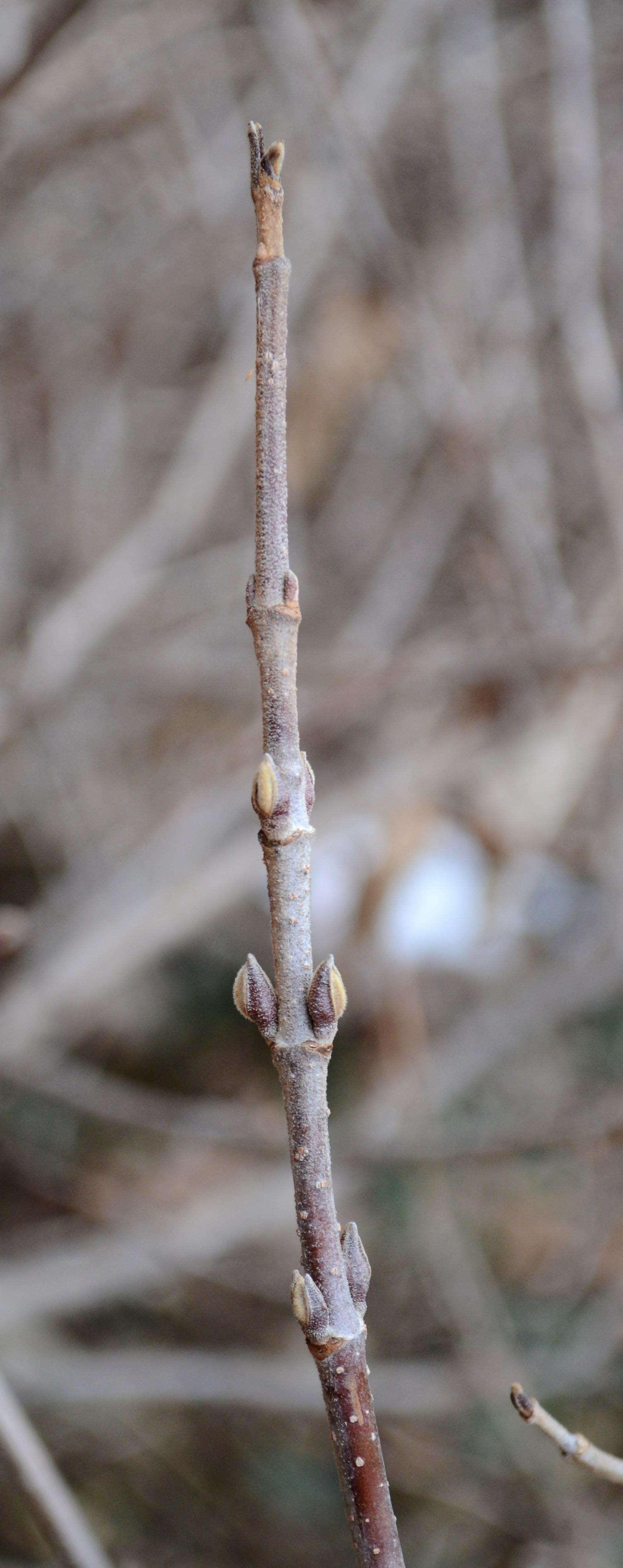 Viburnum plicatum f. tomentosum ‘Shasta’ – Purdue Arboretum Explorer