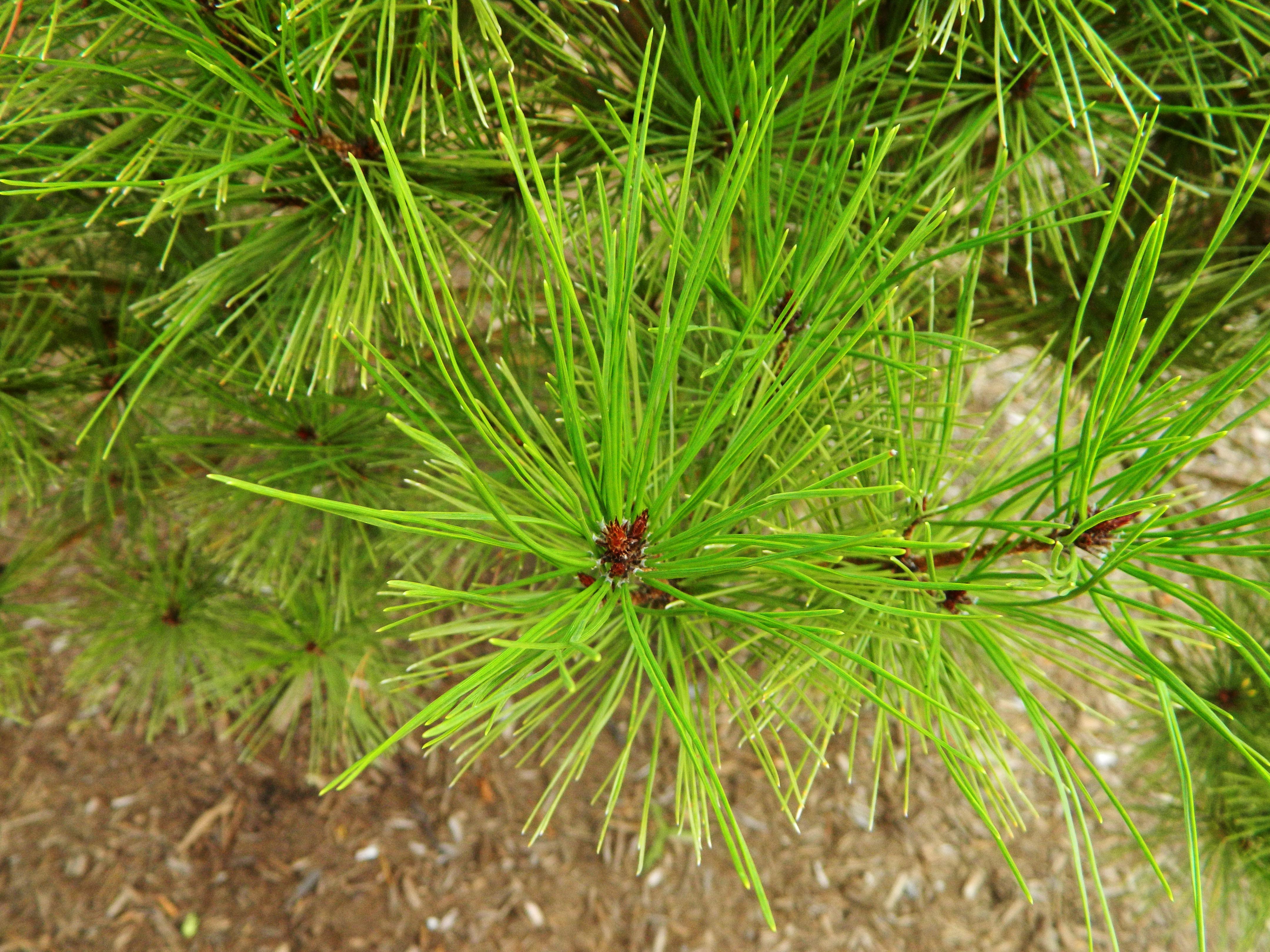 Pinus densiflora ‘Umbraculifera’ – Purdue Arboretum Explorer