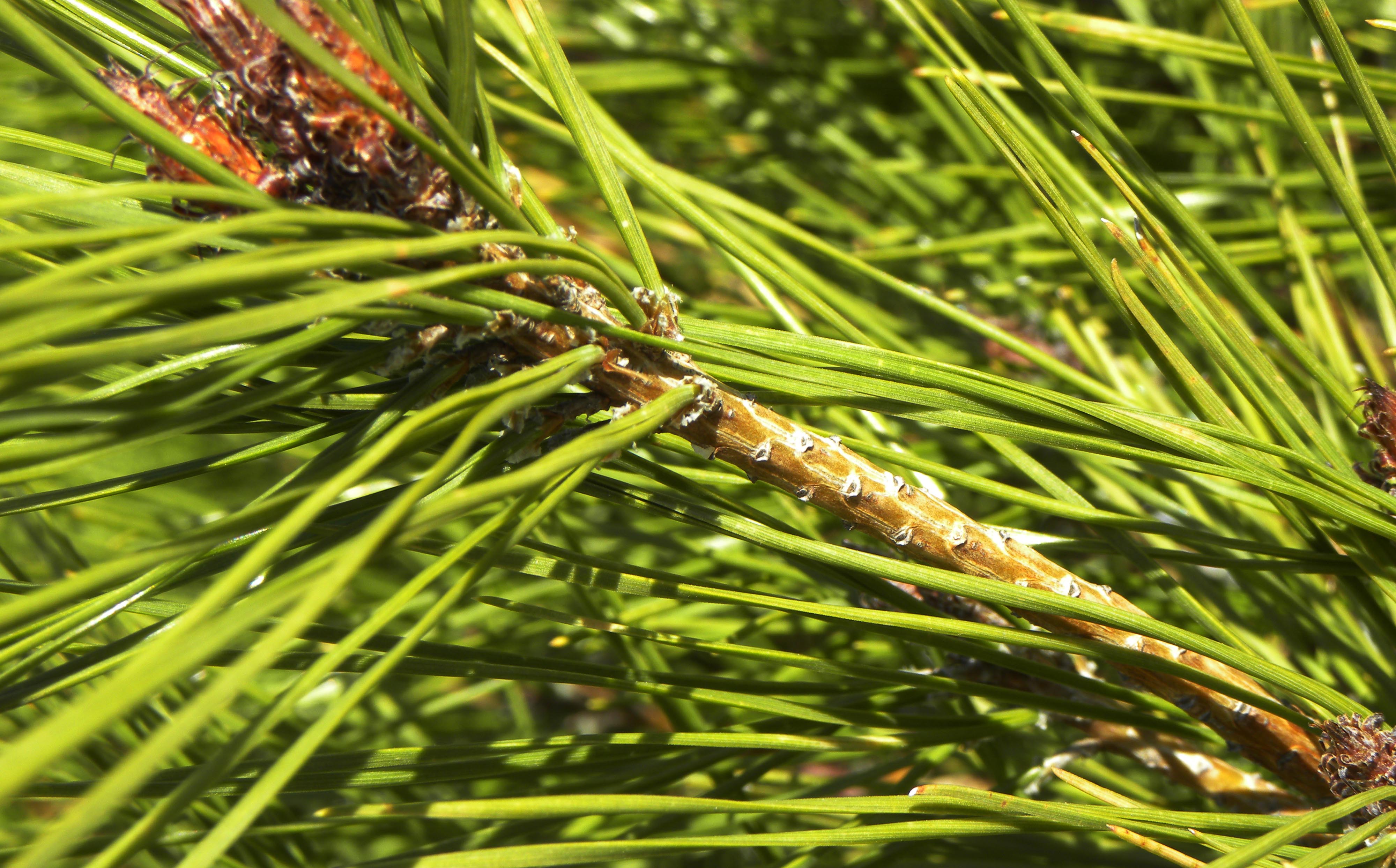 Pinus densiflora ‘Umbraculifera’ – Purdue Arboretum Explorer