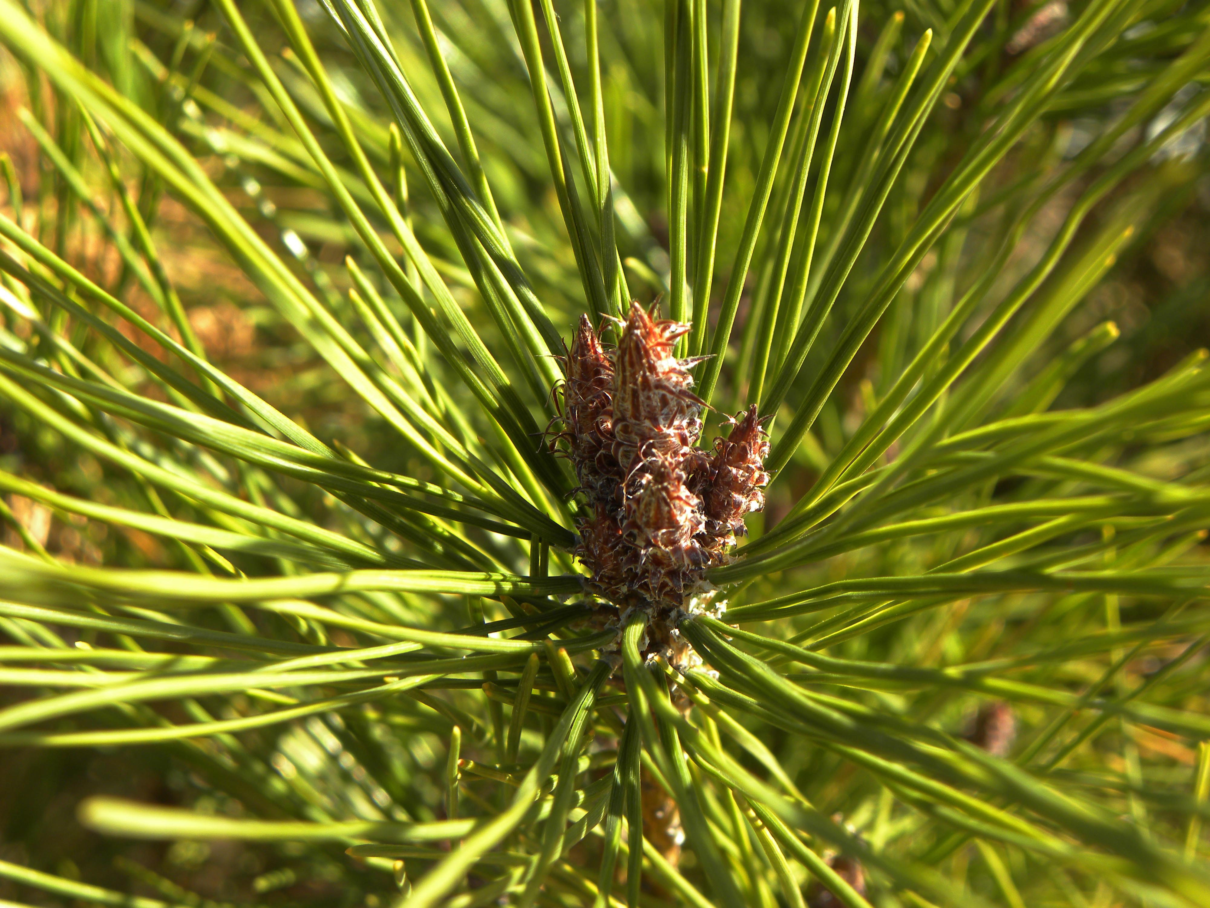 Pinus densiflora ‘Umbraculifera’ – Purdue Arboretum Explorer