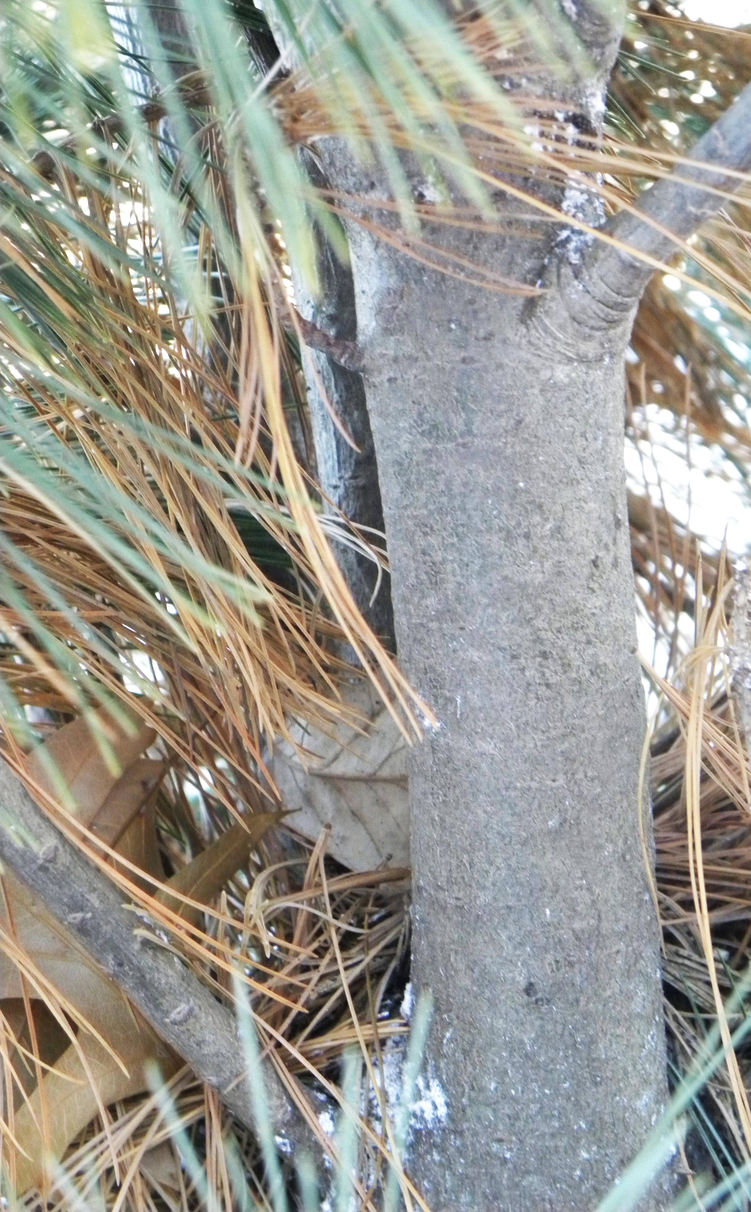 Pinus strobus ‘Fastigiata’ – Purdue Arboretum Explorer