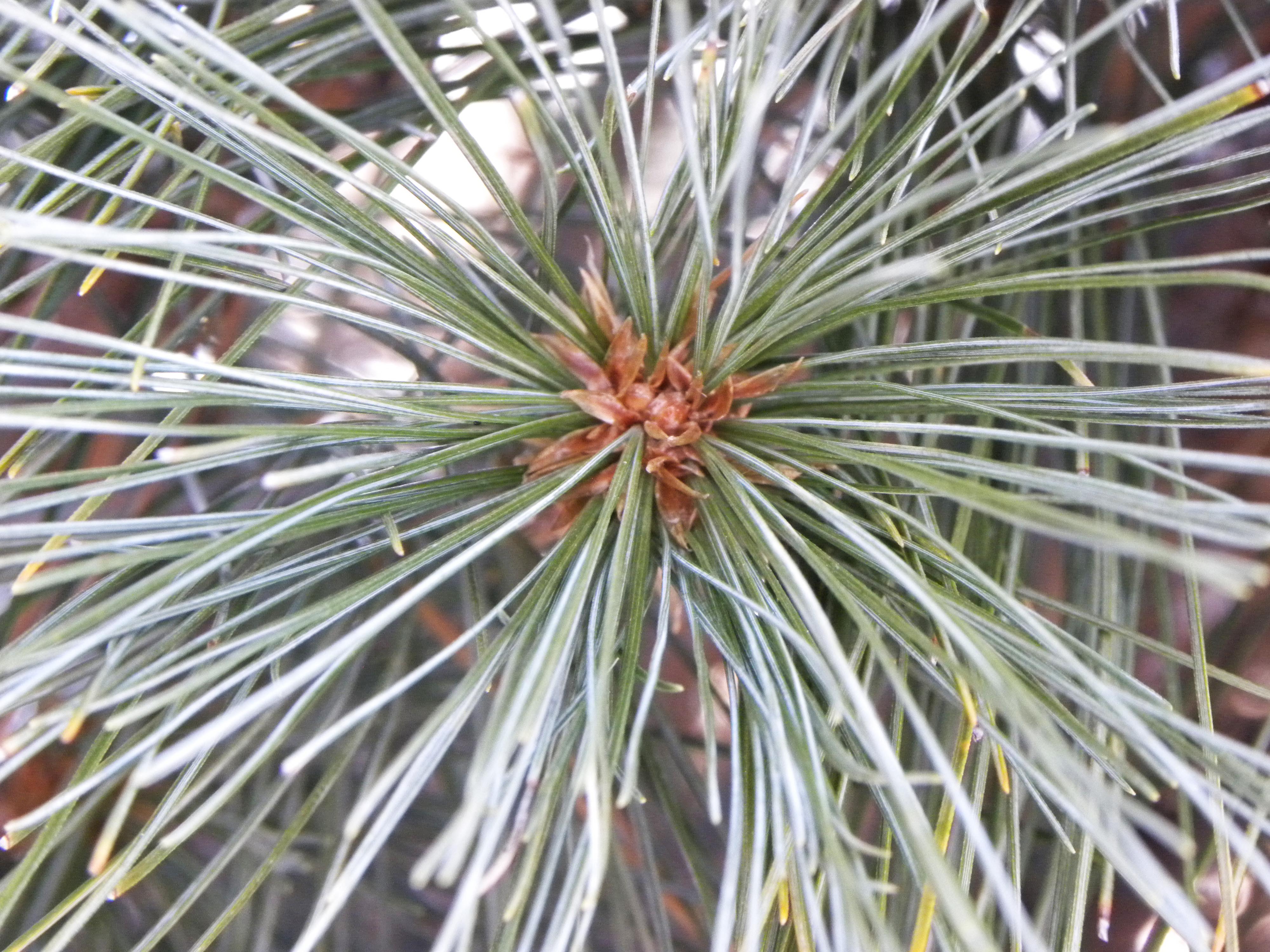 Pinus strobus ‘Fastigiata’ – Purdue Arboretum Explorer