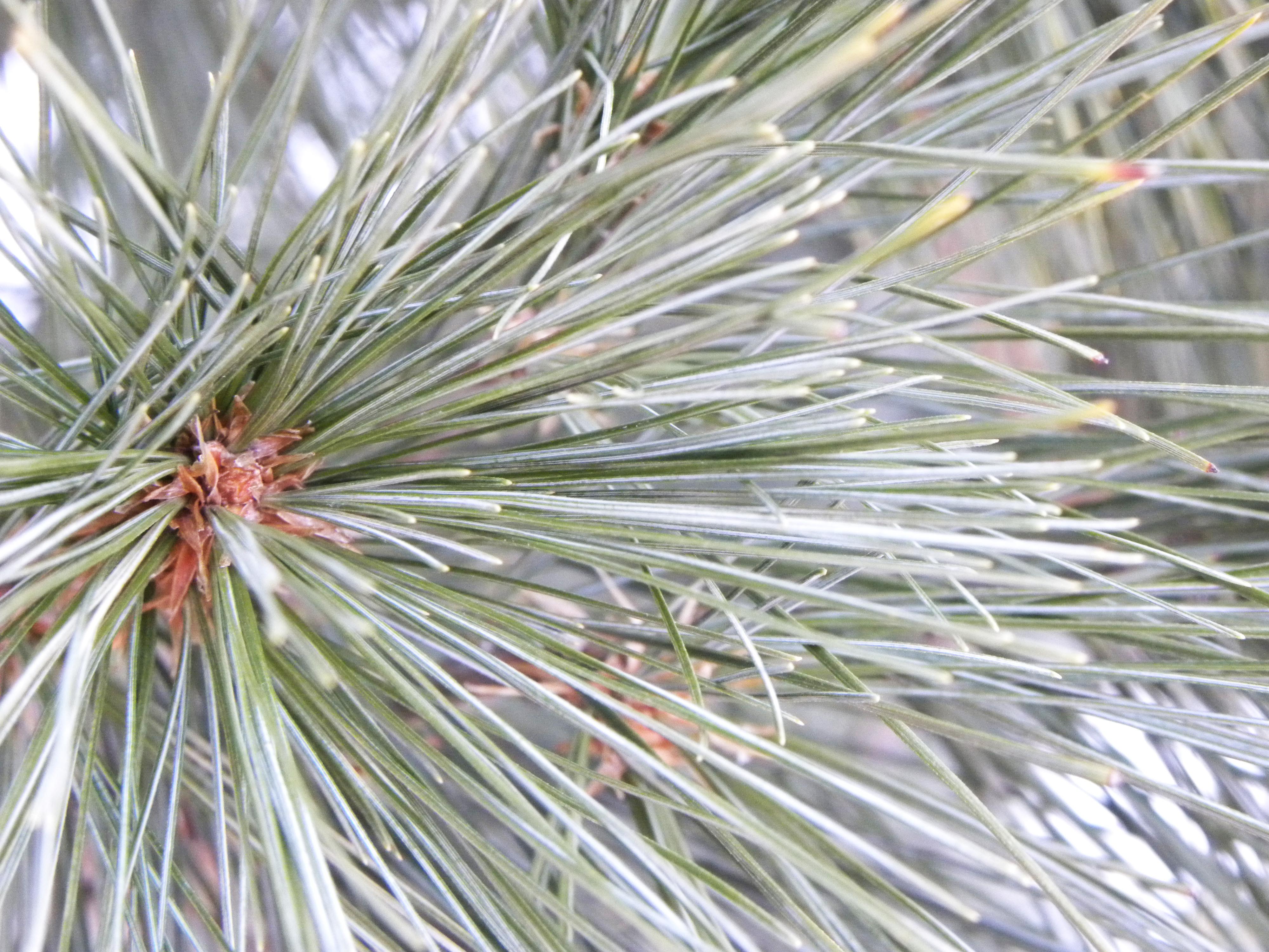 Pinus strobus ‘Fastigiata’ – Purdue Arboretum Explorer