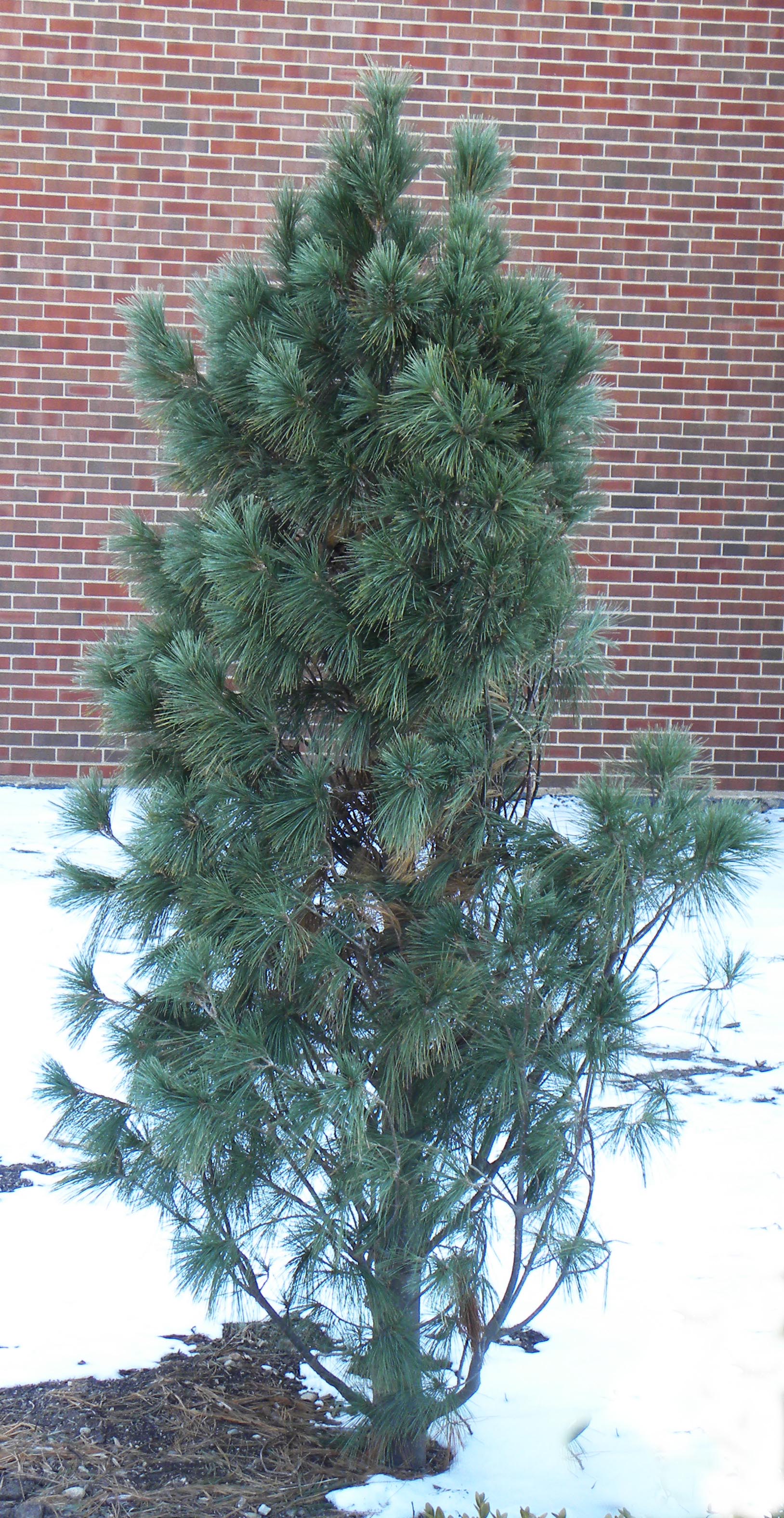 Pinus strobus ‘Fastigiata’ – Purdue Arboretum Explorer