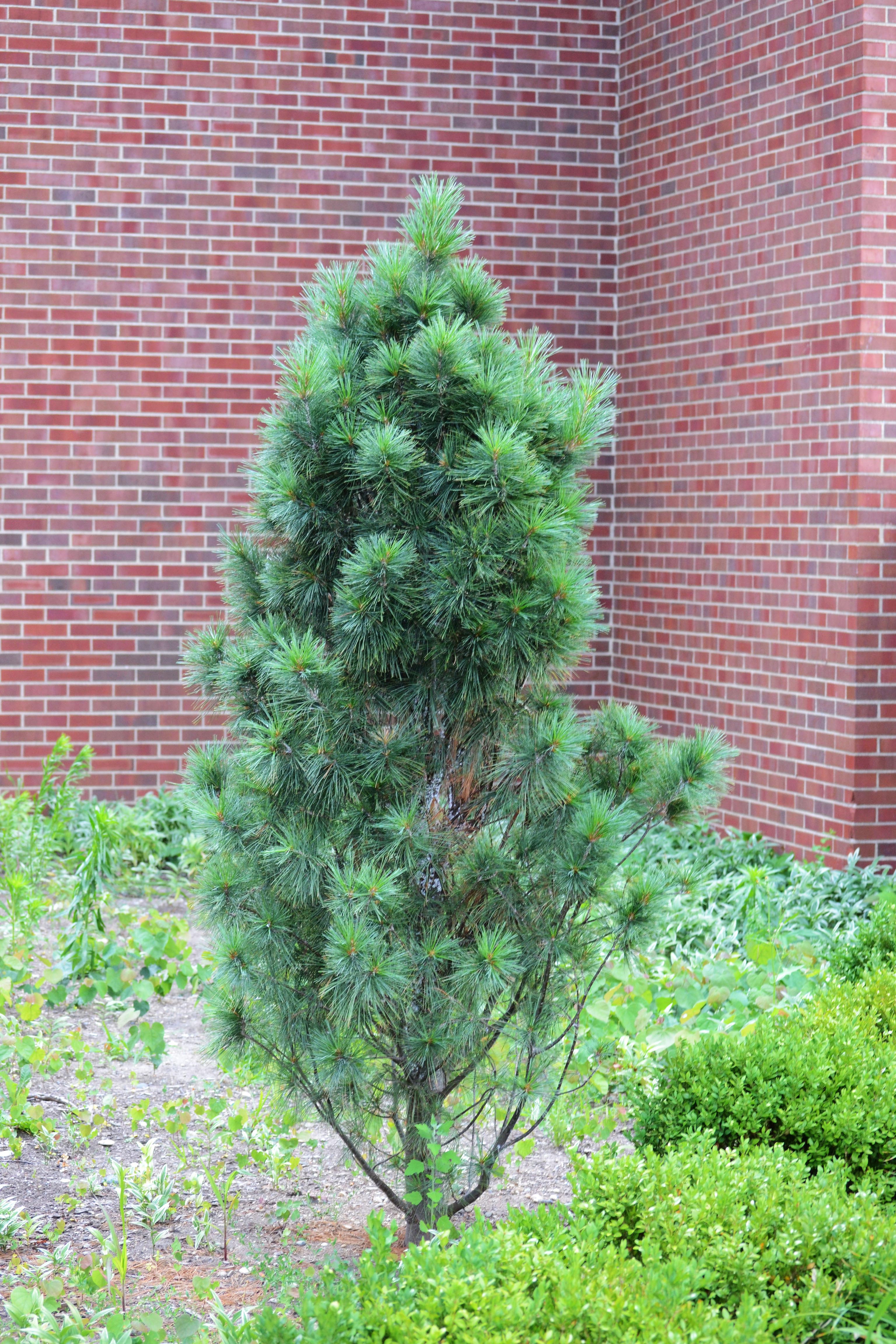 Pinus strobus ‘Fastigiata’ – Purdue Arboretum Explorer