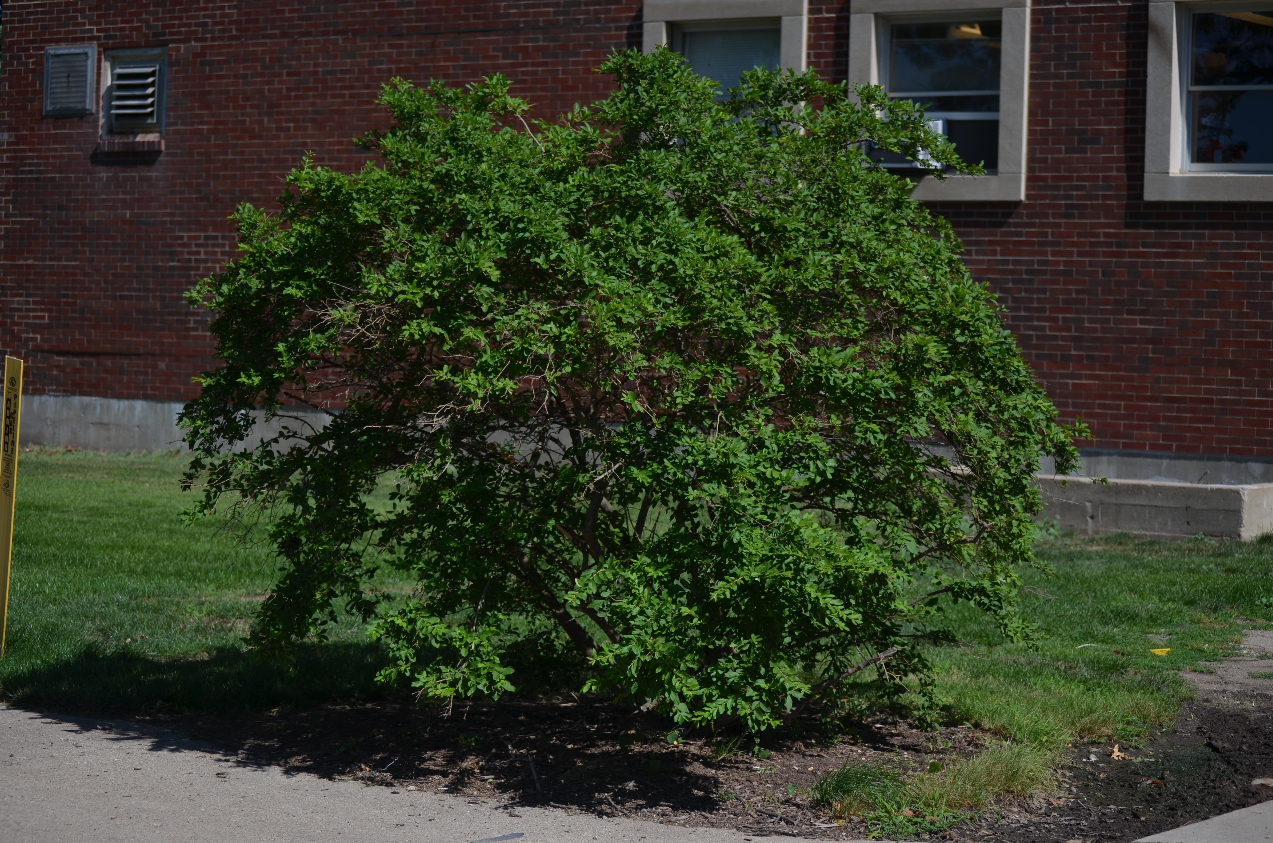 Ligustrum amurense – Purdue Arboretum Explorer