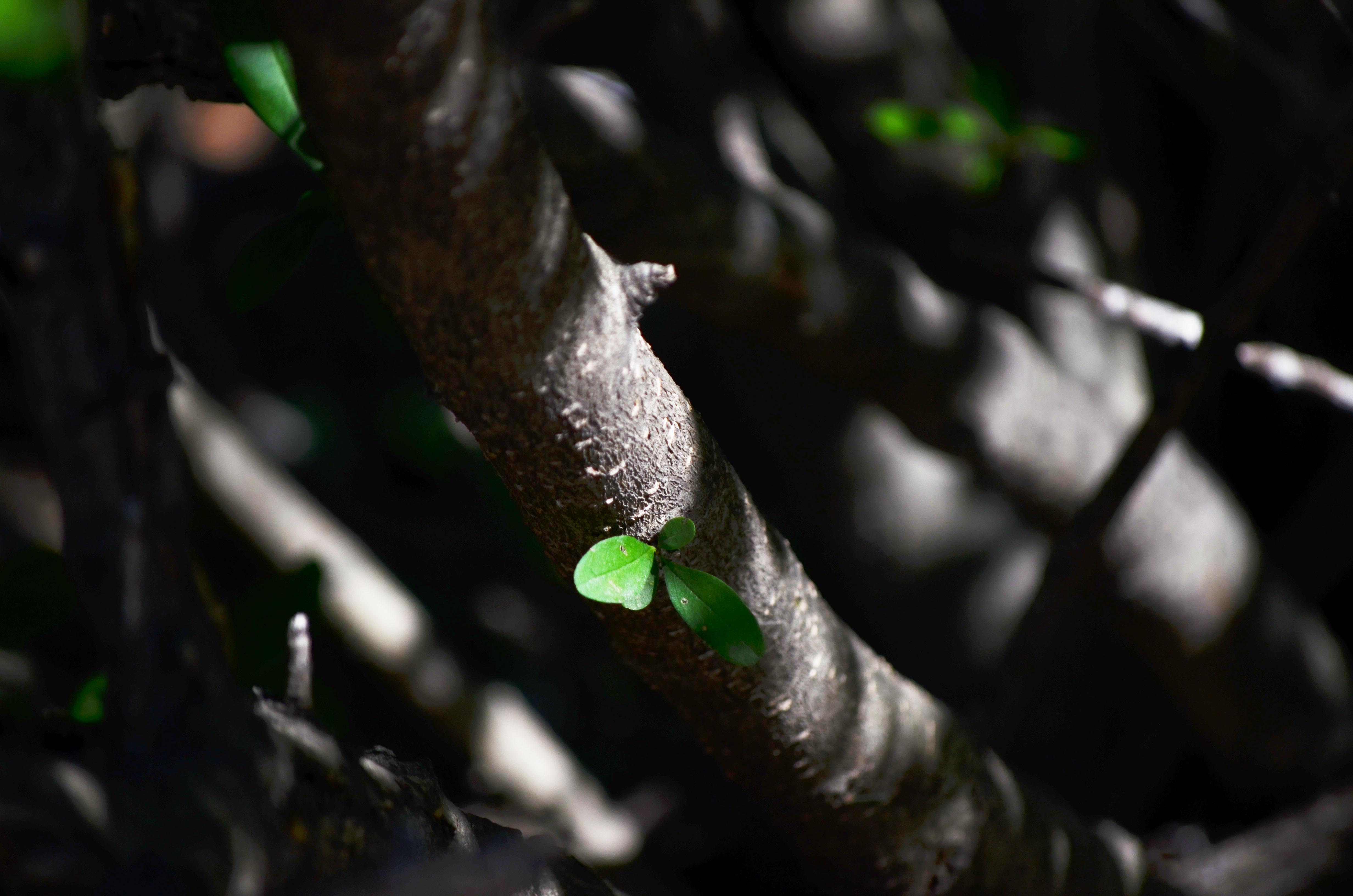 Ligustrum amurense – Purdue Arboretum Explorer