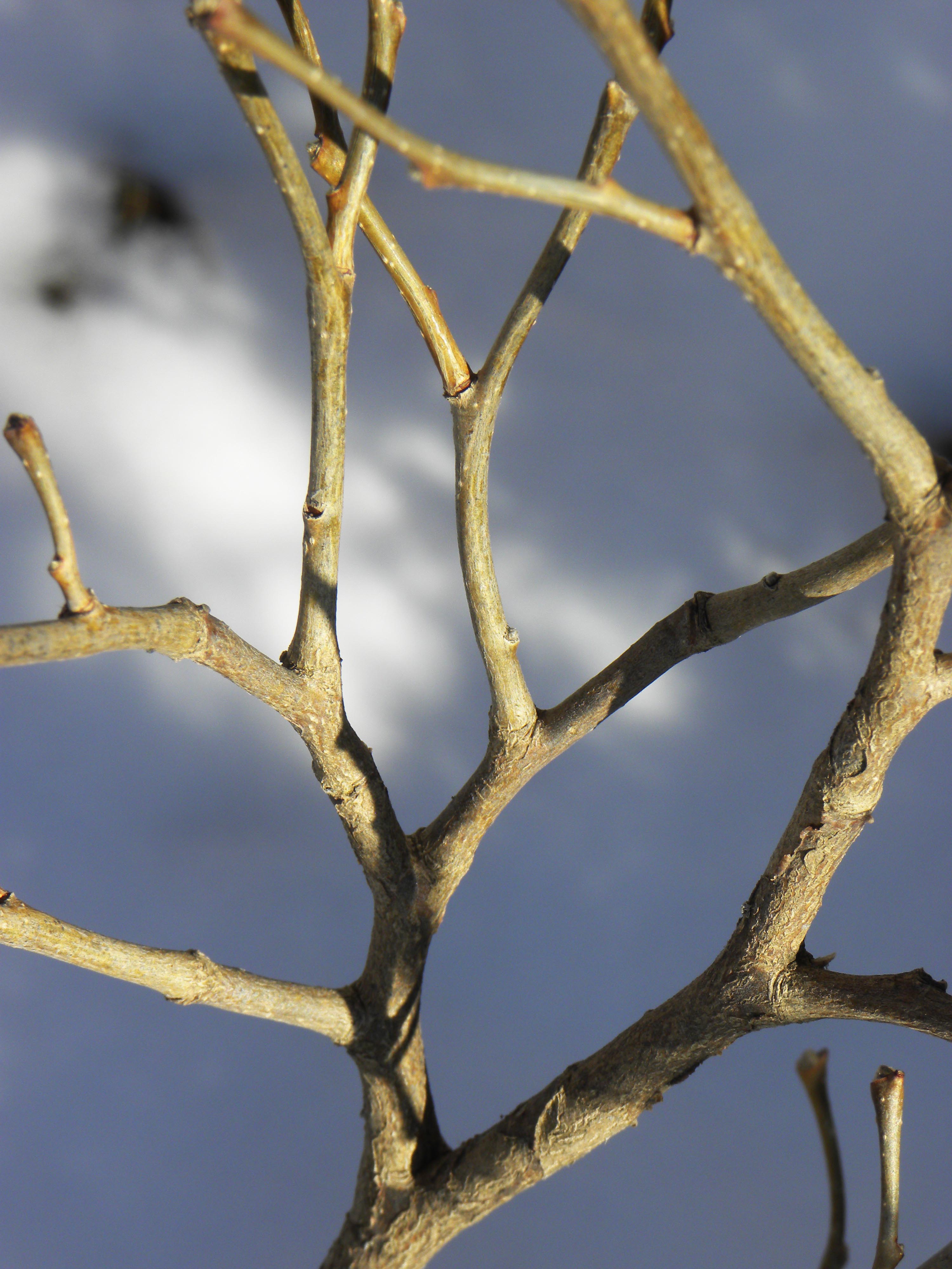 Dirca palustris – Purdue Arboretum Explorer
