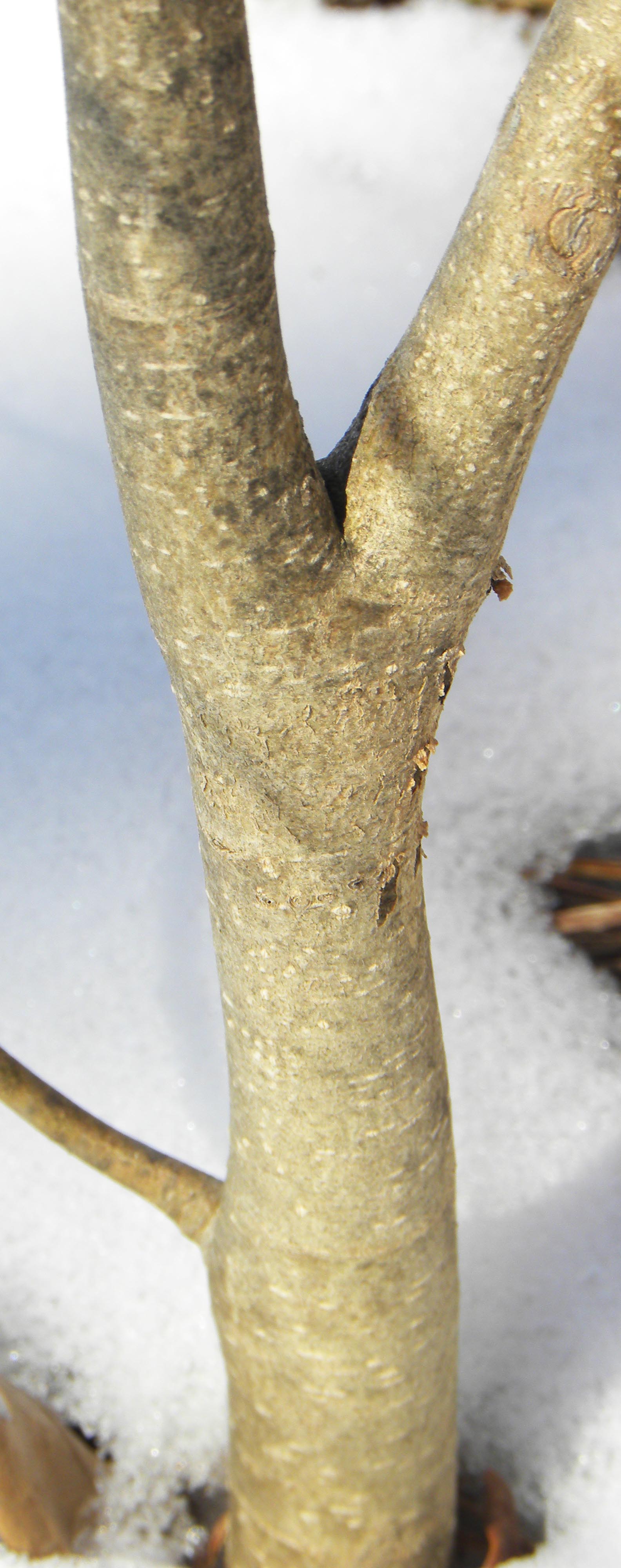 Dirca palustris – Purdue Arboretum Explorer