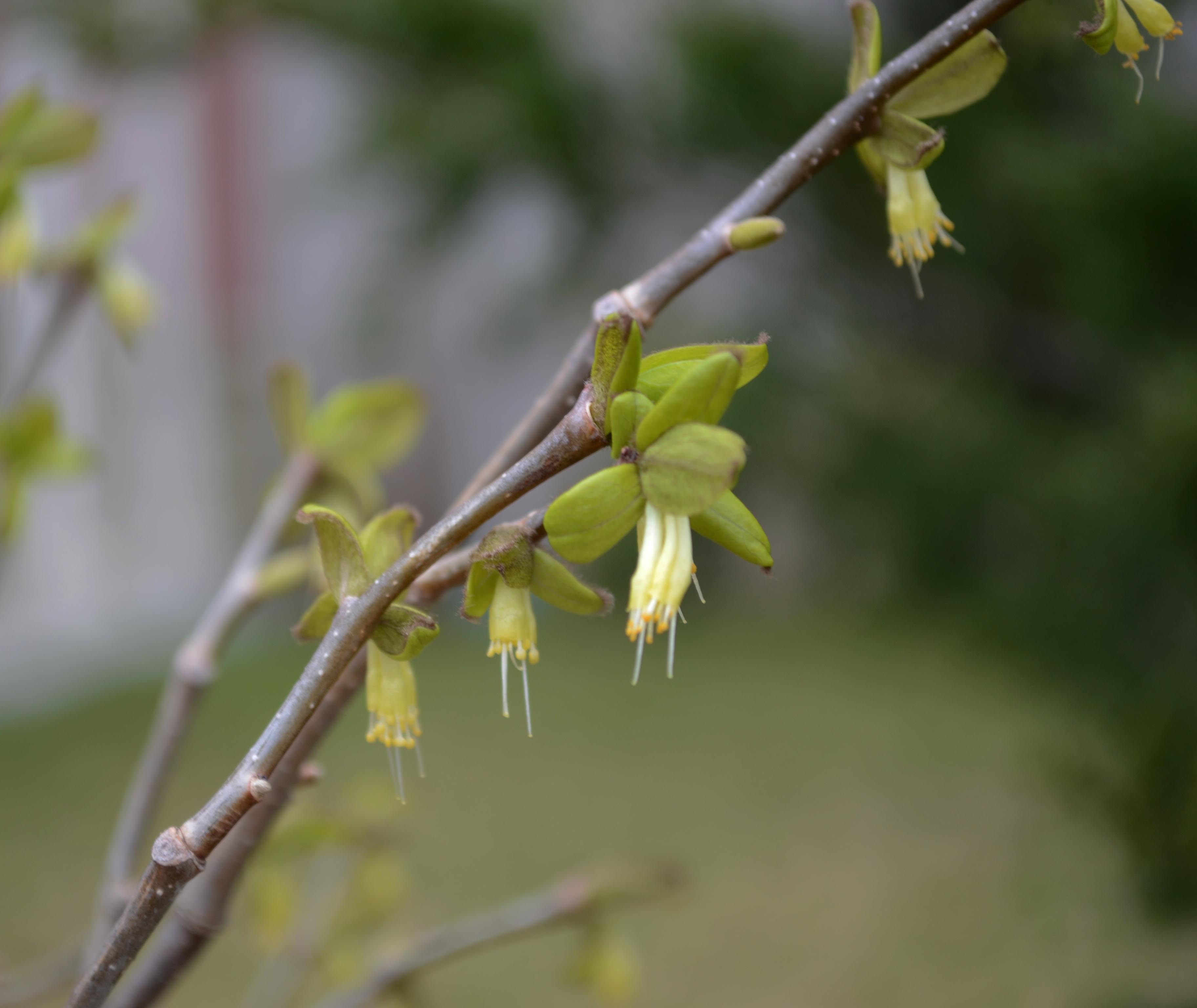 Dirca palustris – Purdue Arboretum Explorer
