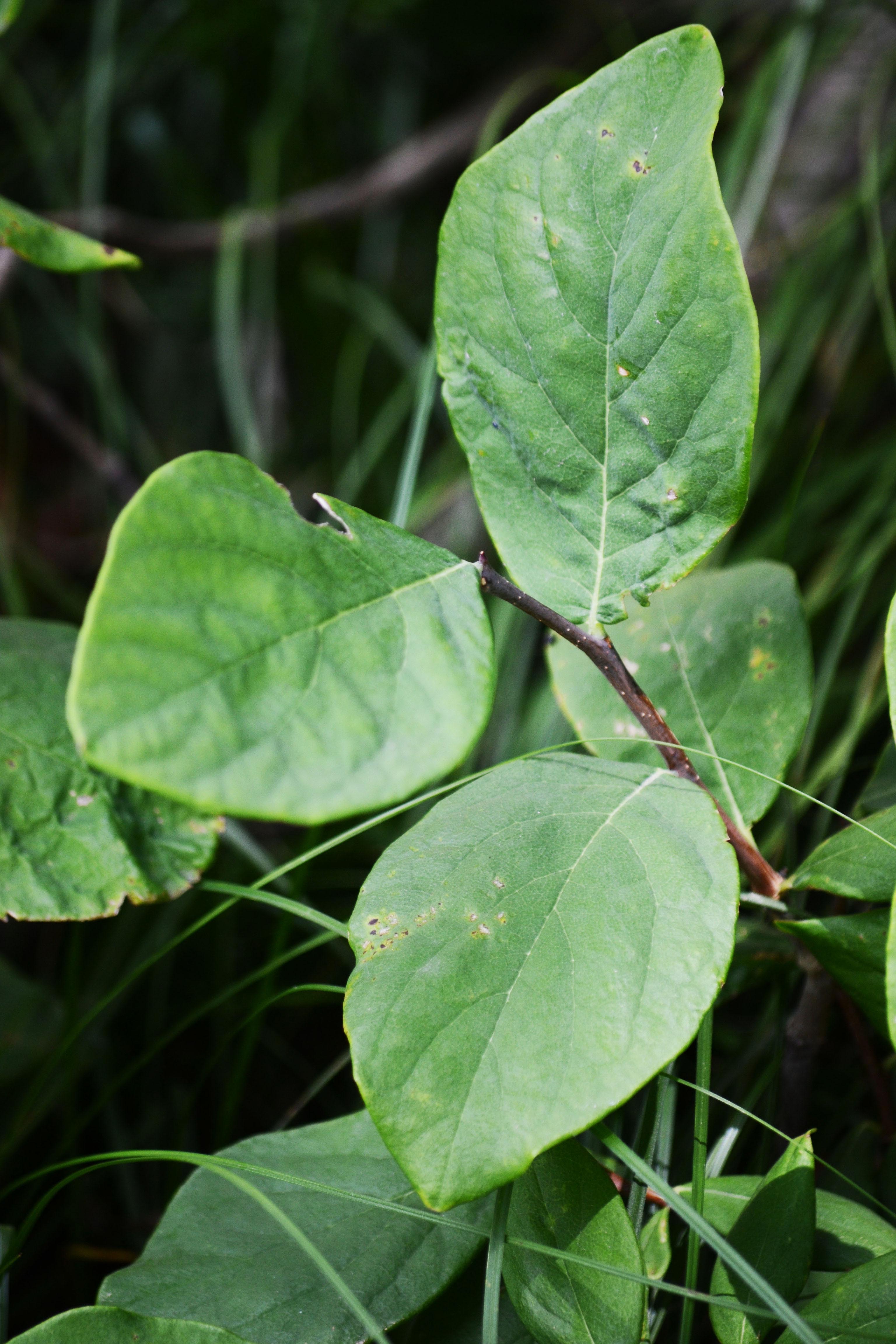 Dirca palustris – Purdue Arboretum Explorer