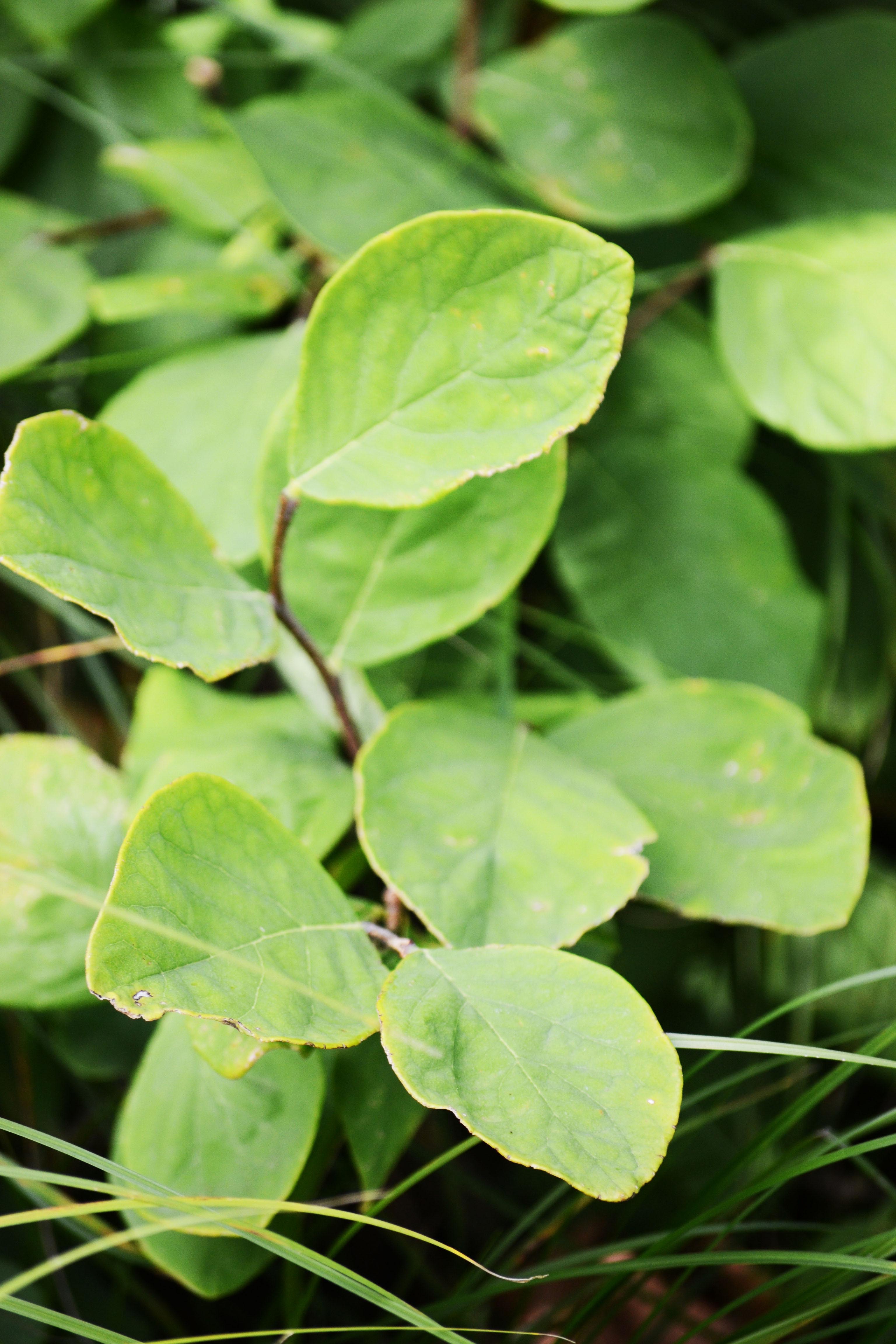 Dirca palustris – Purdue Arboretum Explorer