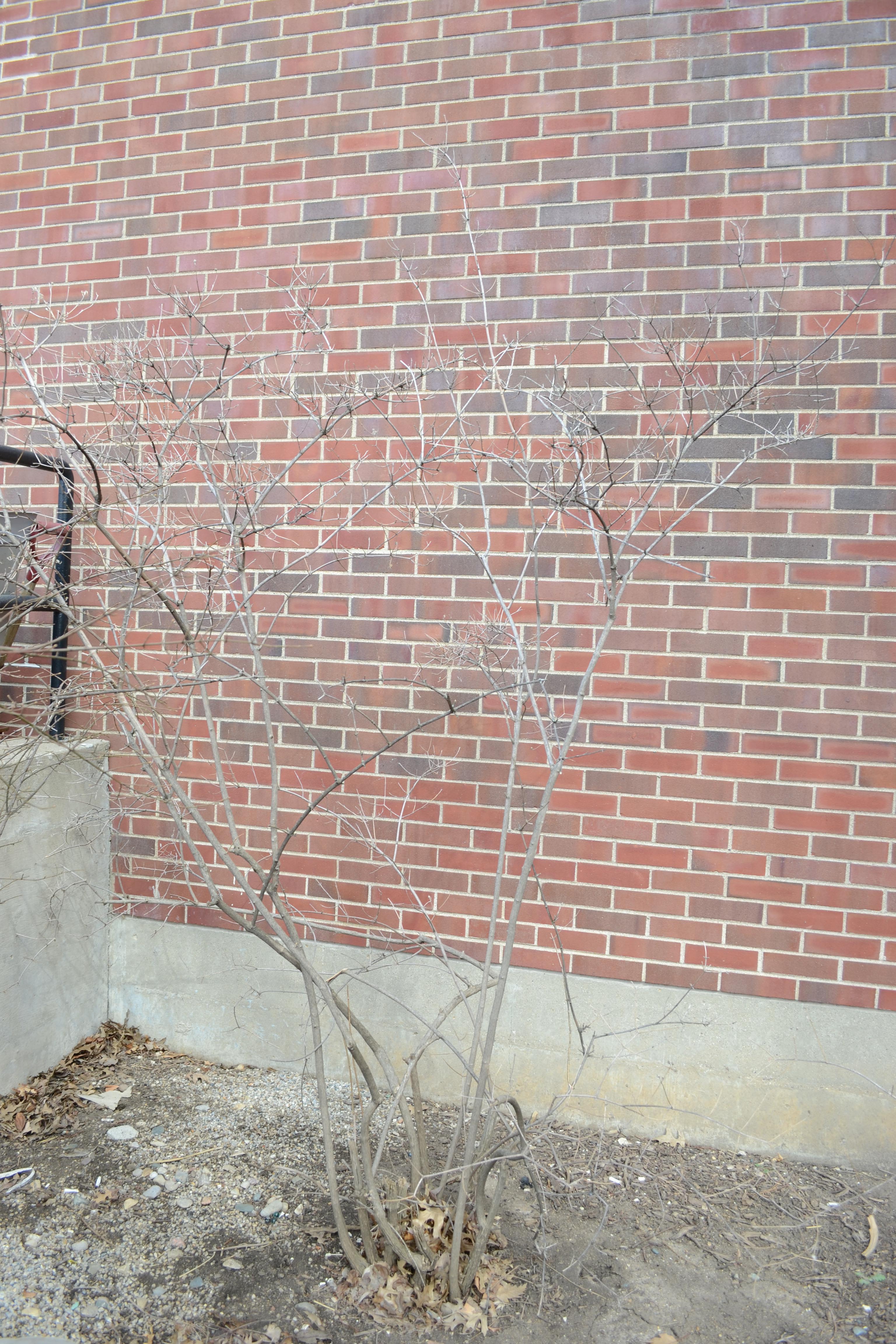 Philadelphus inodorus – Purdue Arboretum Explorer