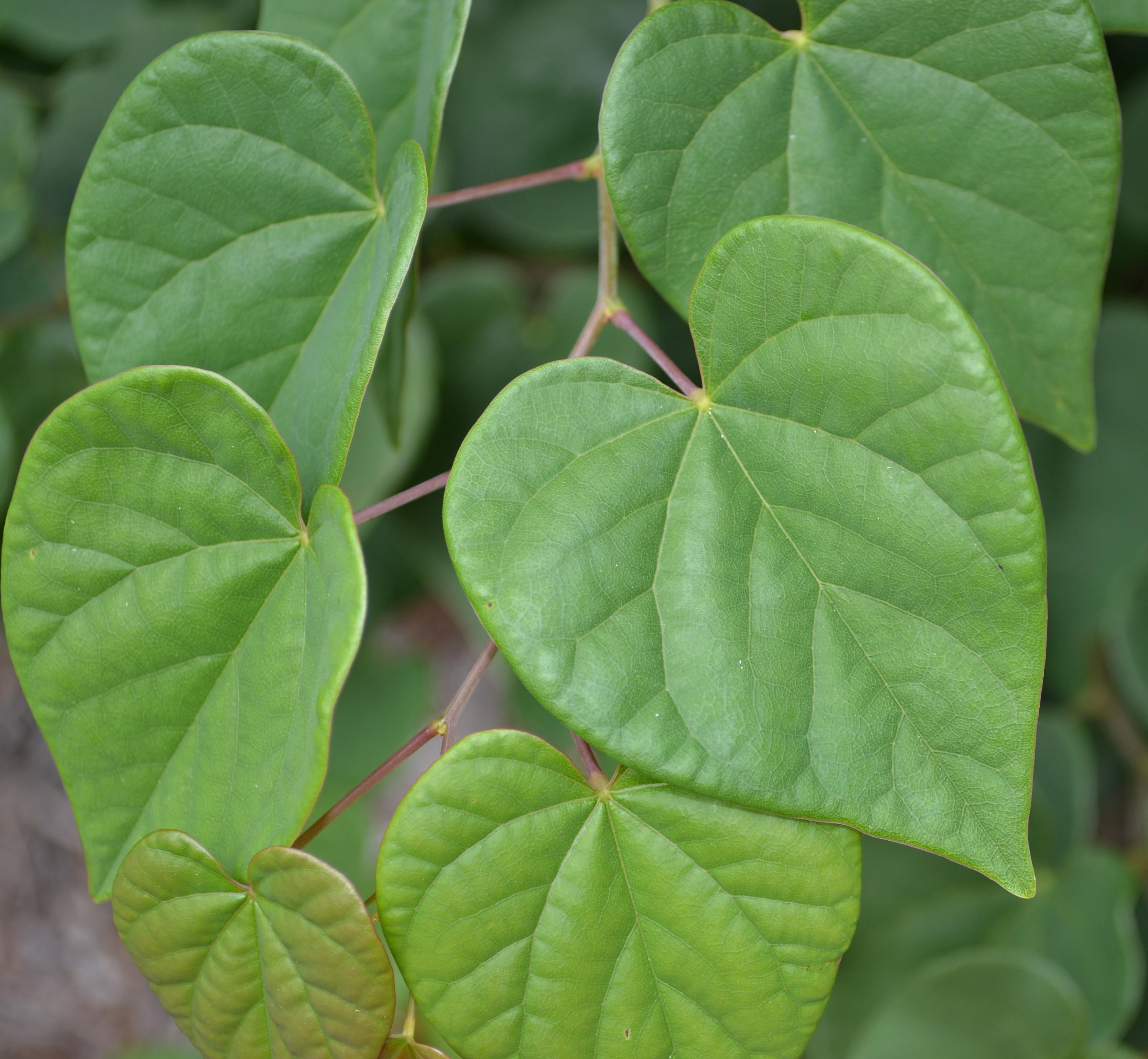Cercis canadensis ‘Ace of Hearts’ – Purdue Arboretum Explorer