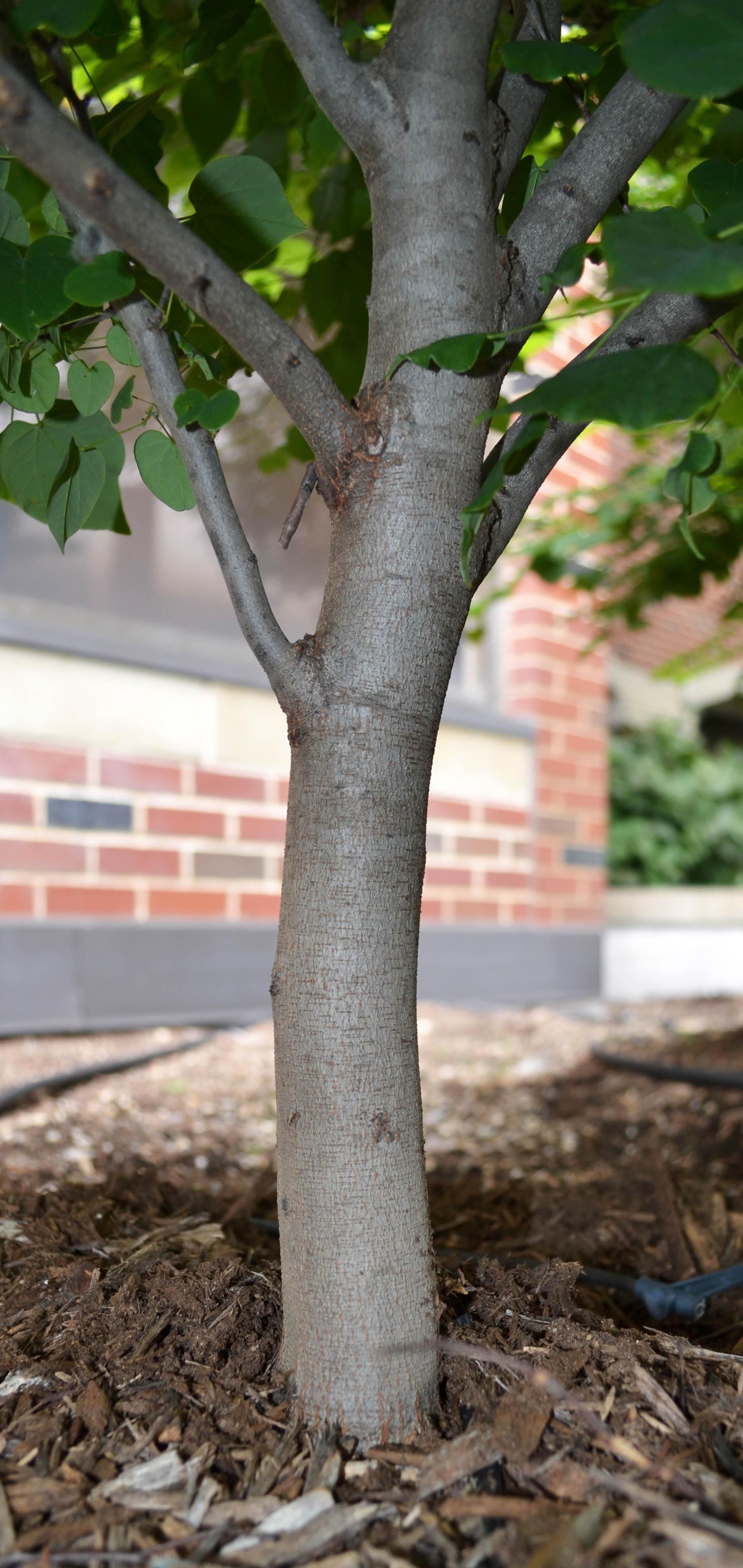 Cercis canadensis ‘Ace of Hearts’ – Purdue Arboretum Explorer