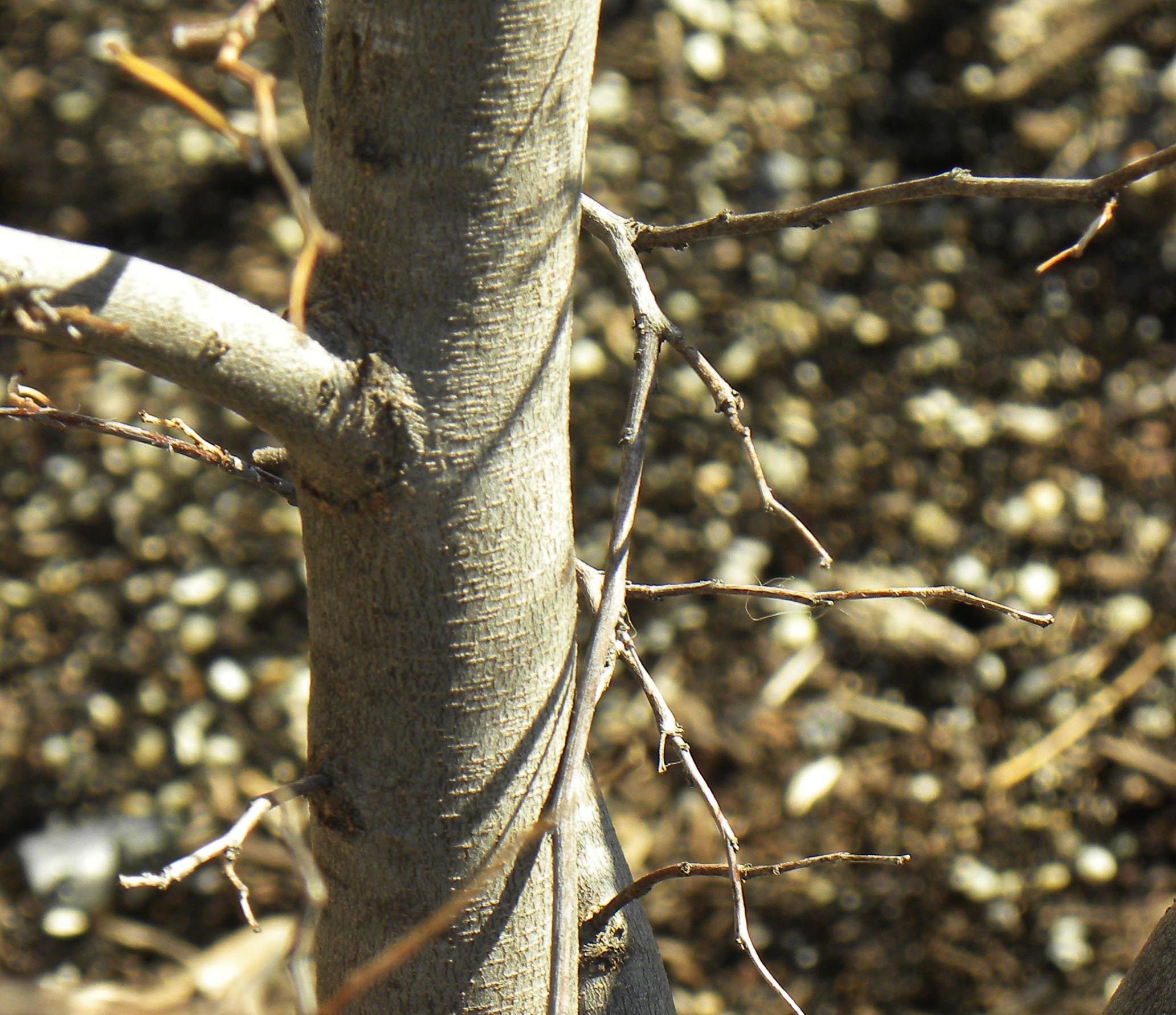 Cercis canadensis ‘Ace of Hearts’ – Purdue Arboretum Explorer