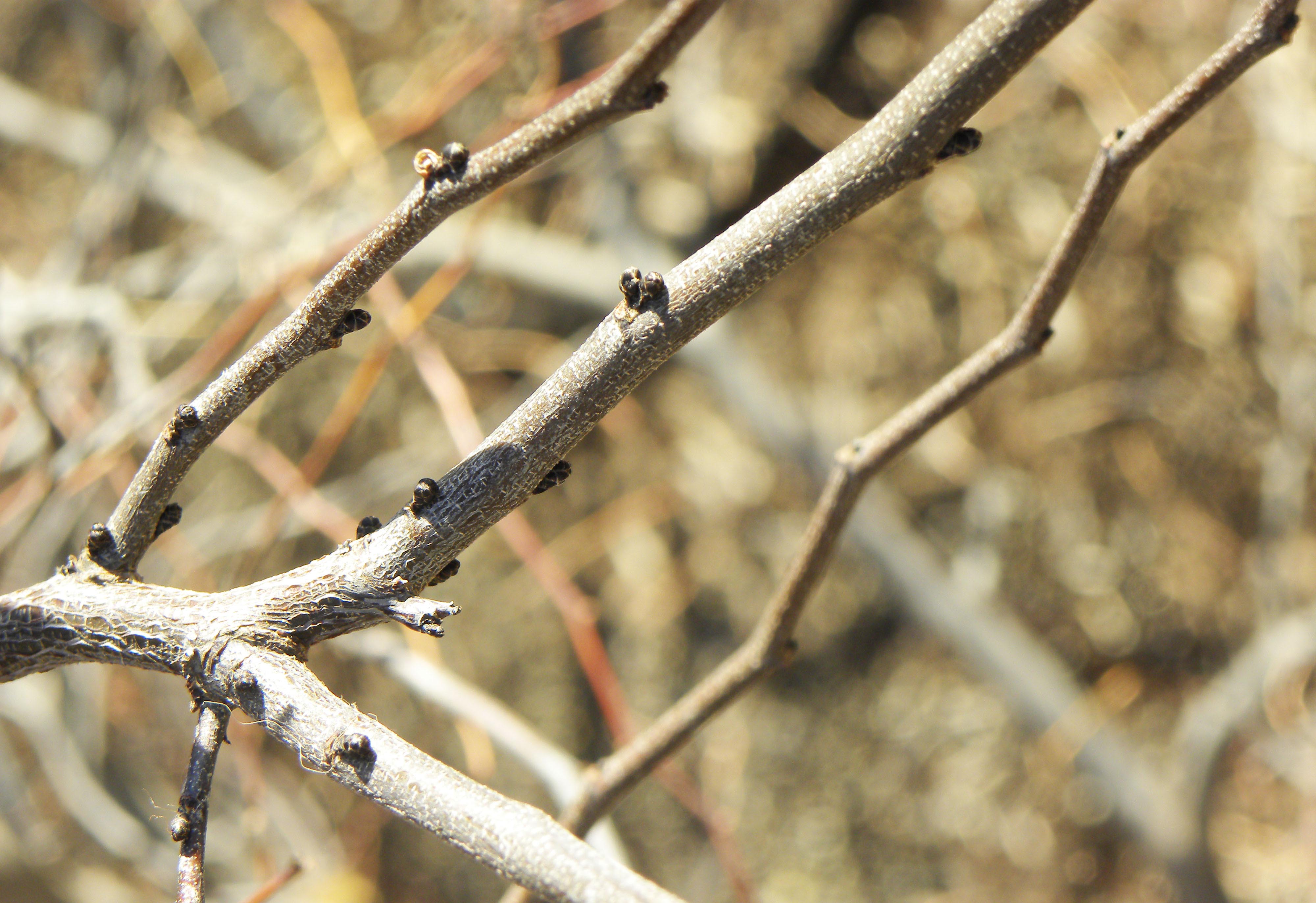 Cercis canadensis ‘Ace of Hearts’ – Purdue Arboretum Explorer