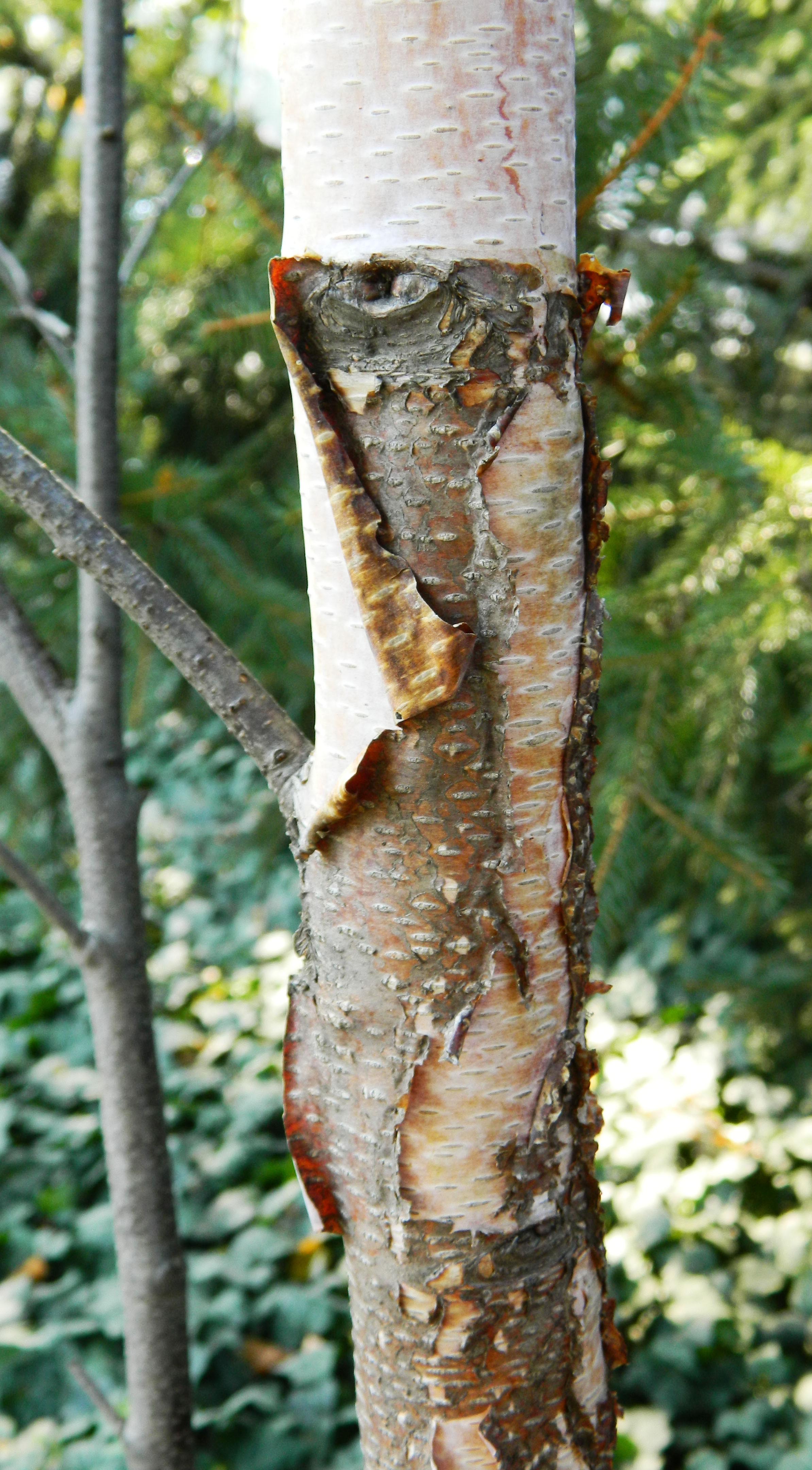Betula albosinensis – Purdue Arboretum Explorer