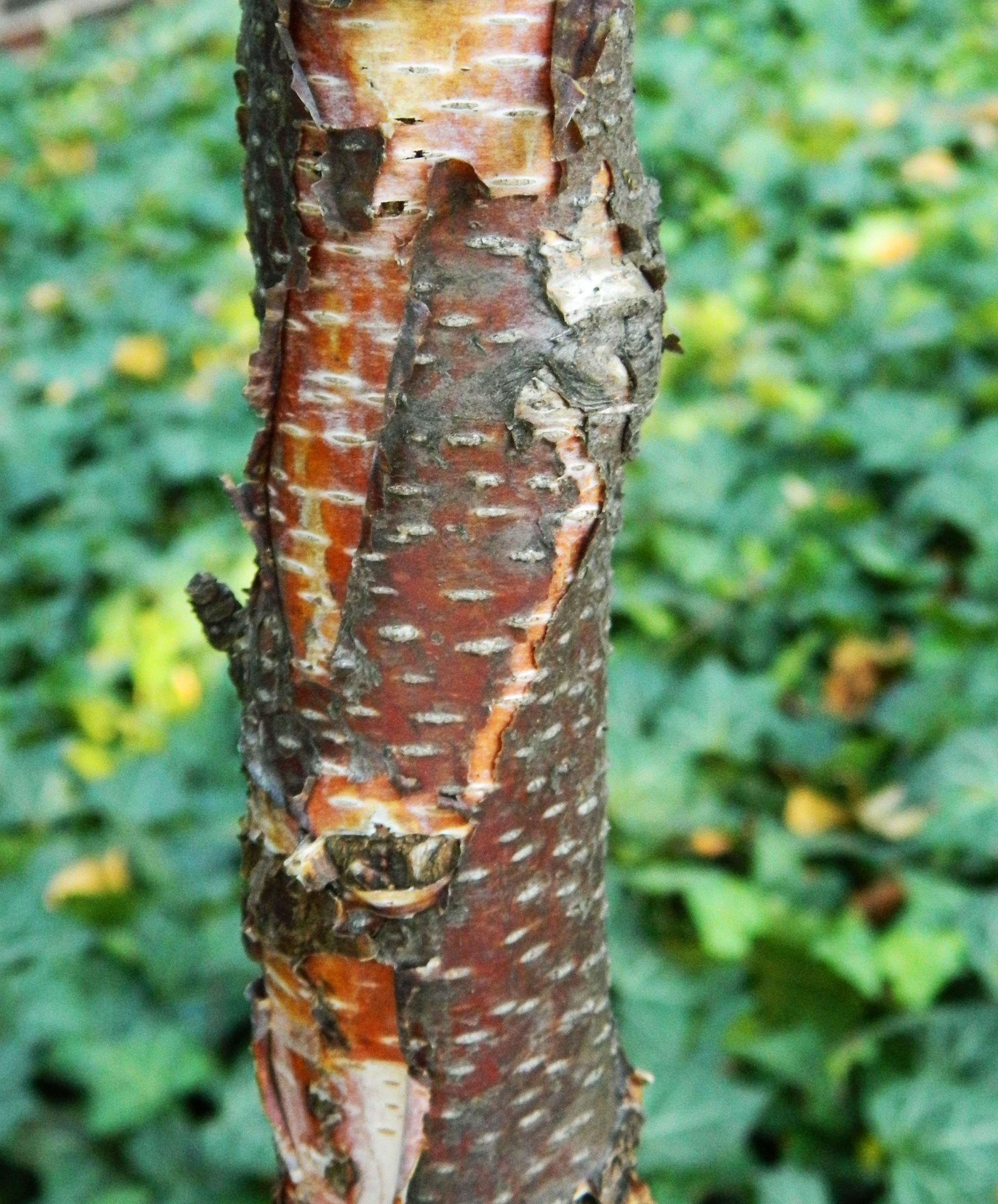 Betula albosinensis – Purdue Arboretum Explorer