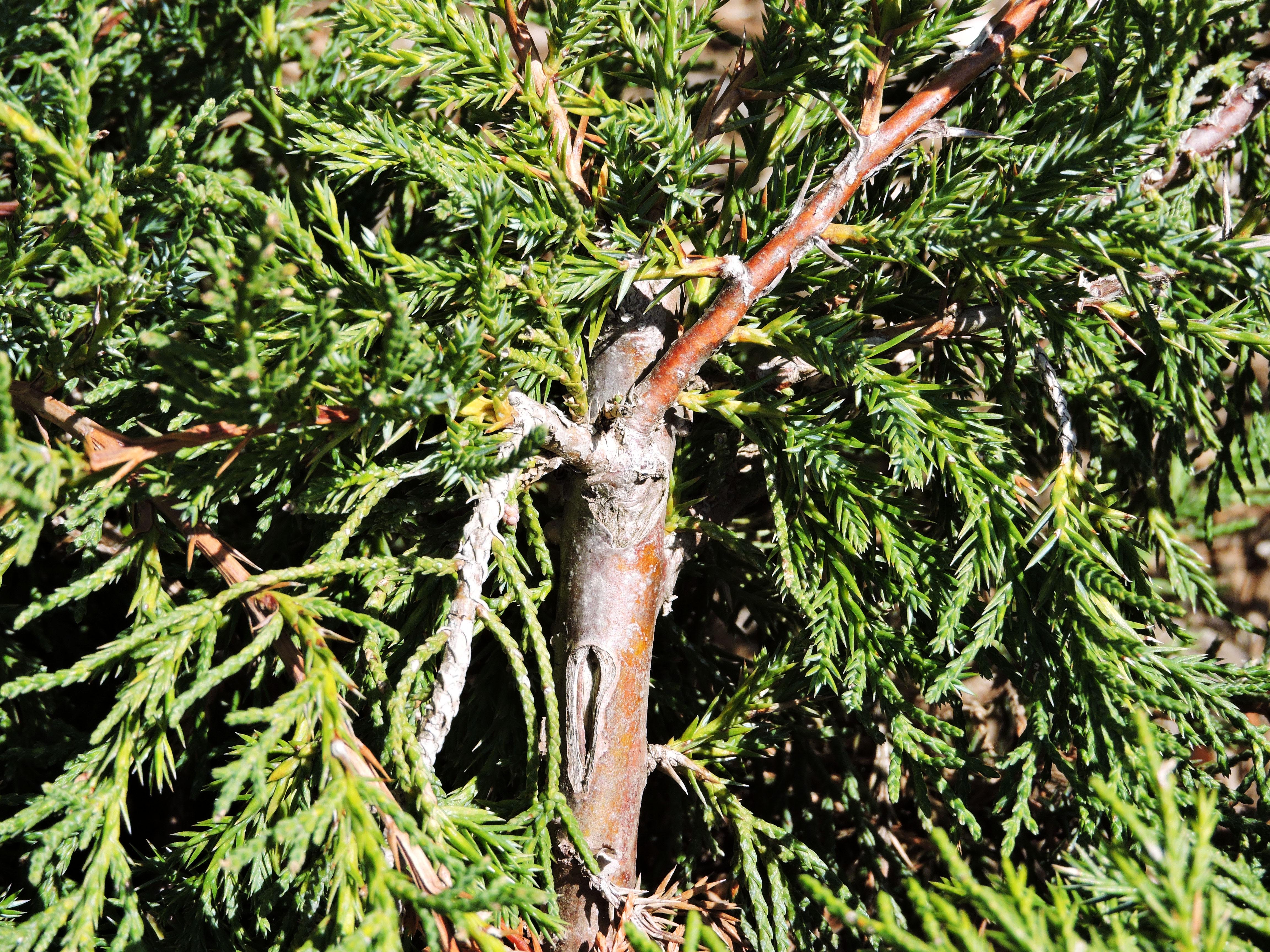 Juniperus × pfitzeriana ‘Aurea Improved’ [sold as Gold Coast®] – Purdue ...