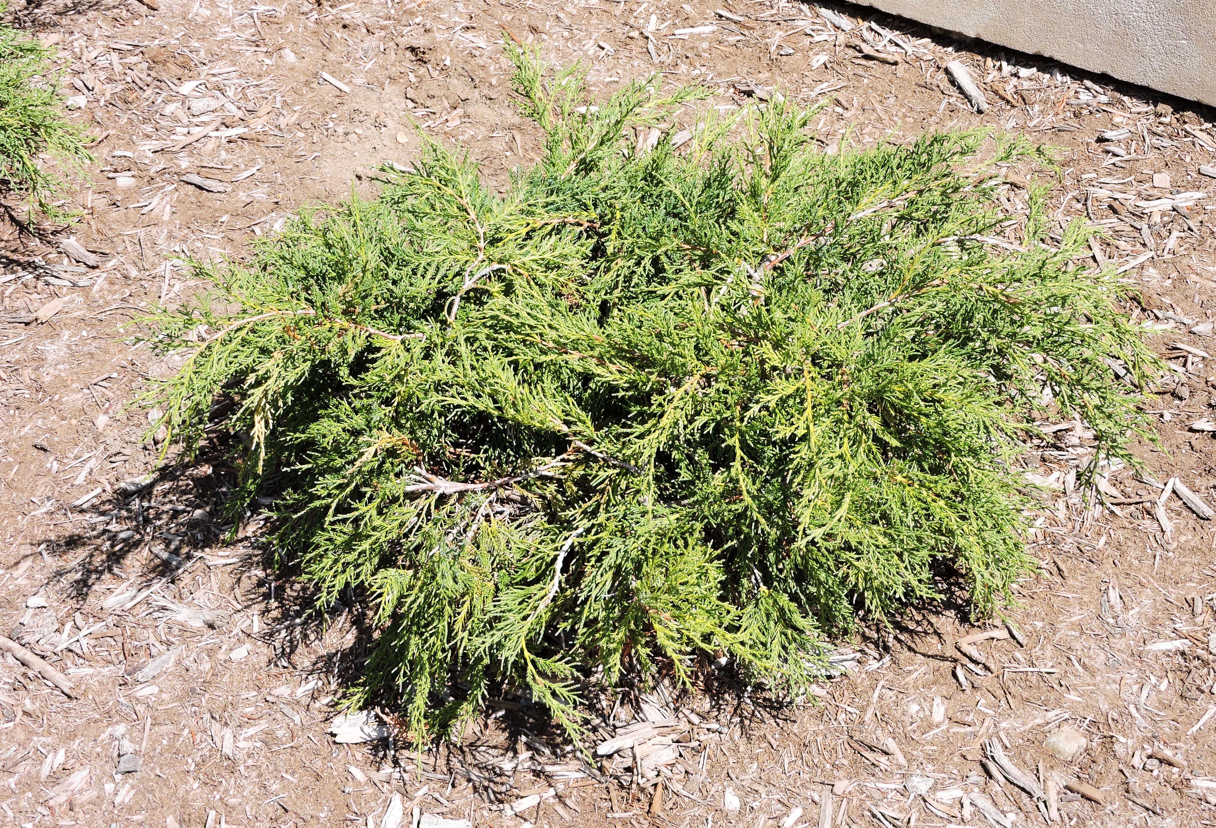Juniperus × pfitzeriana ‘Aurea Improved’ [sold as Gold Coast®] – Purdue ...