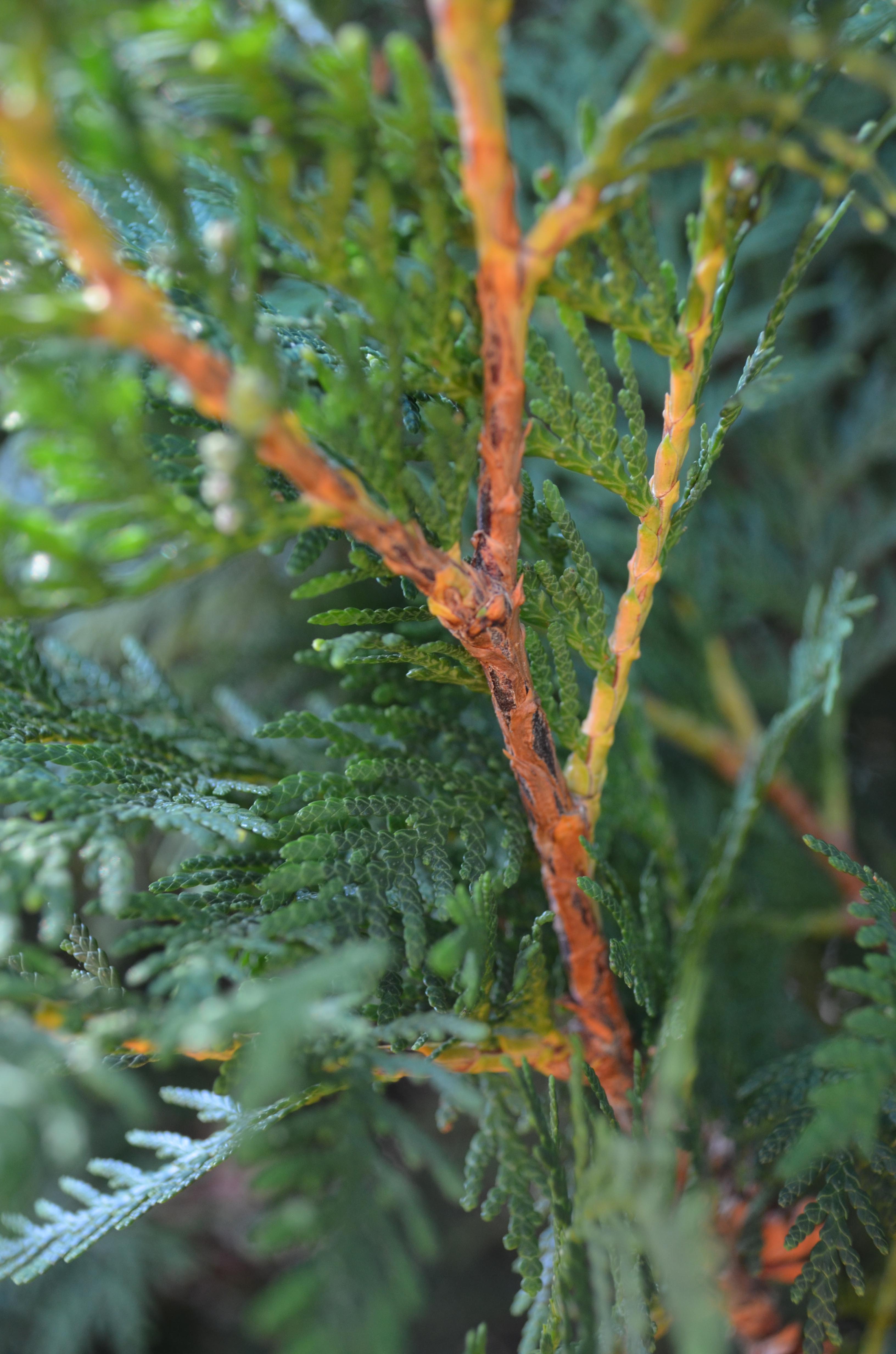 Thuja occidentalis ‘Wintergreen’ – Purdue Arboretum Explorer