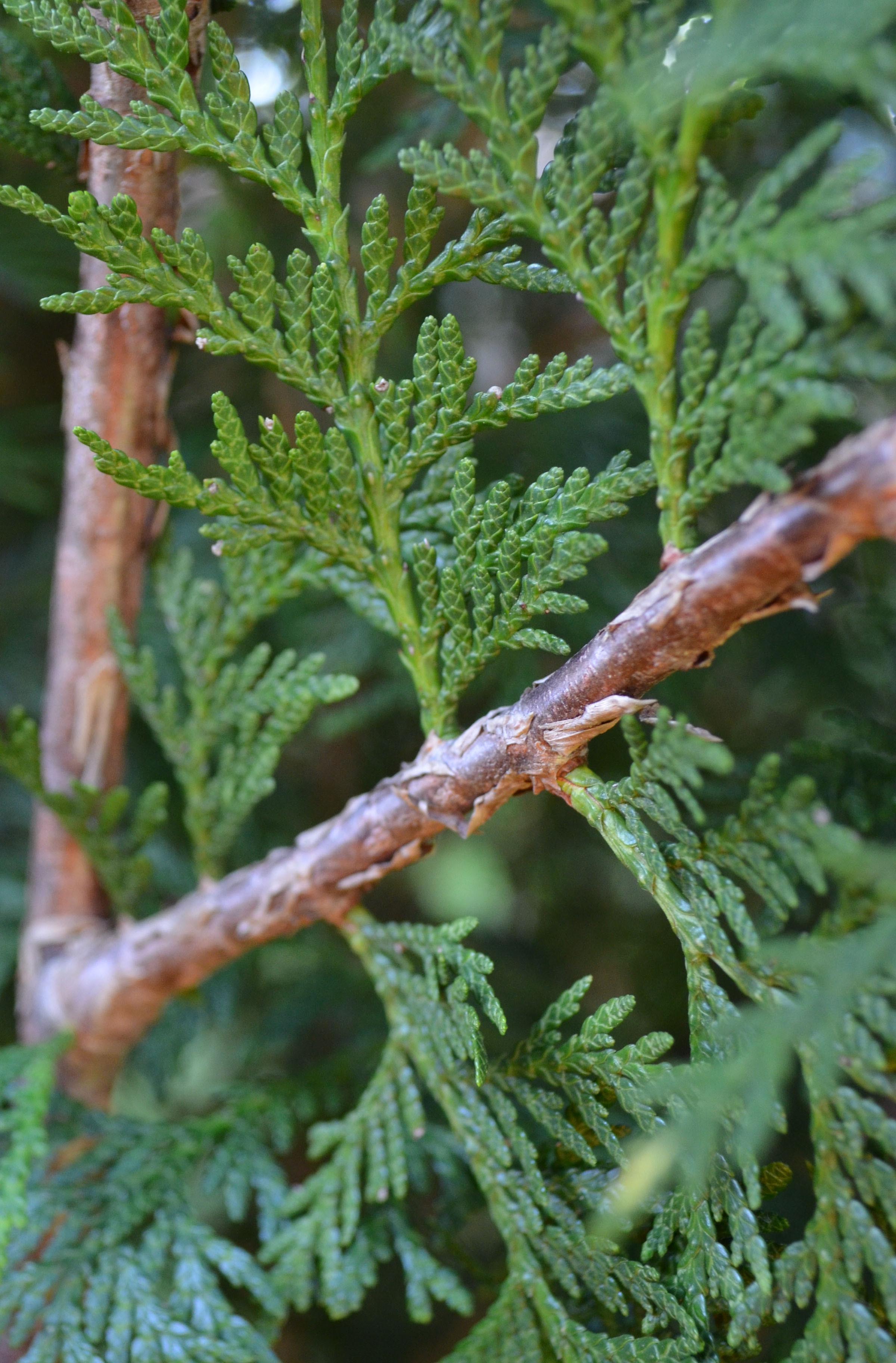 Thuja occidentalis ‘Wintergreen’ – Purdue Arboretum Explorer