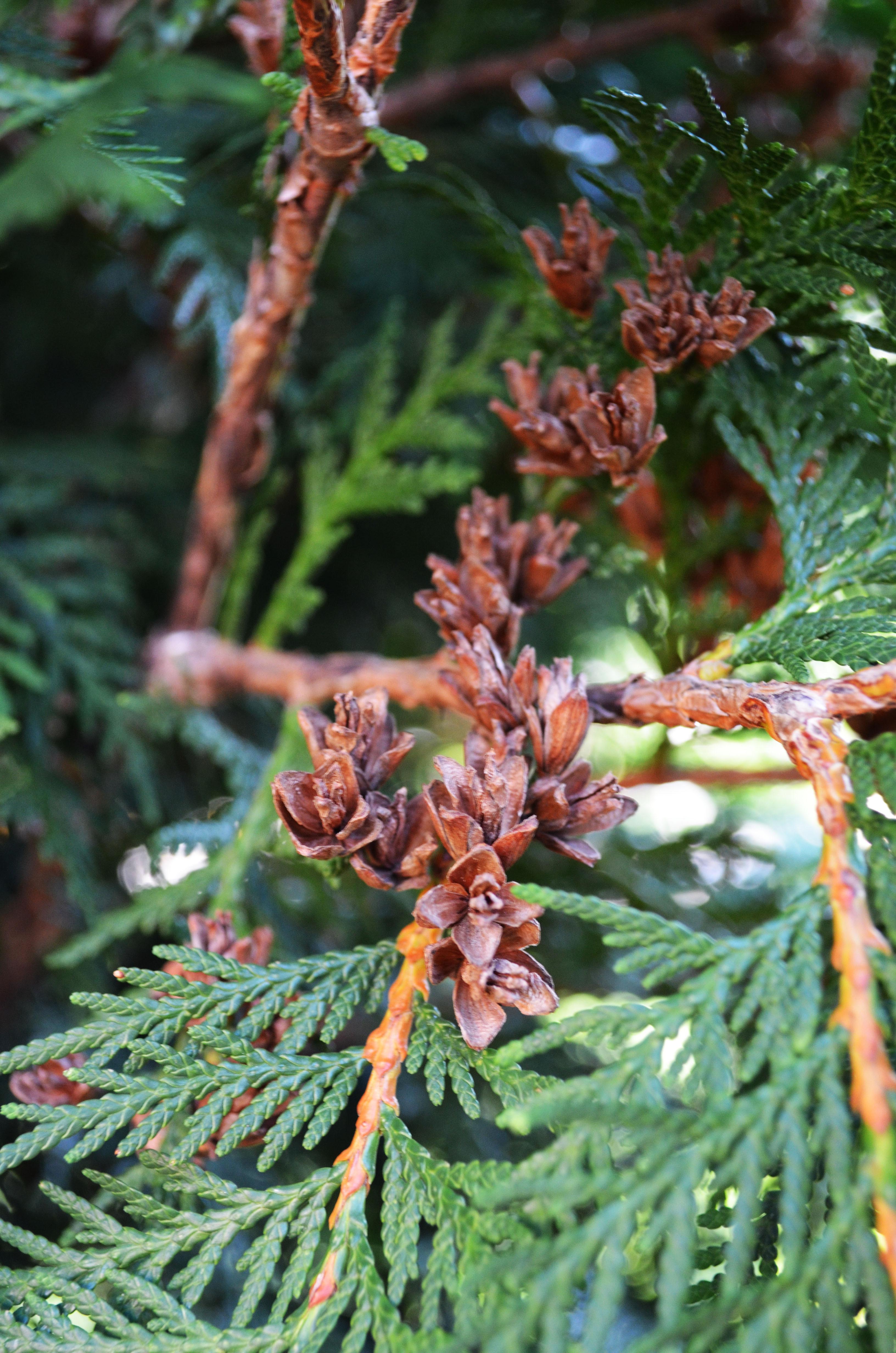 Thuja occidentalis ‘Wintergreen’ – Purdue Arboretum Explorer