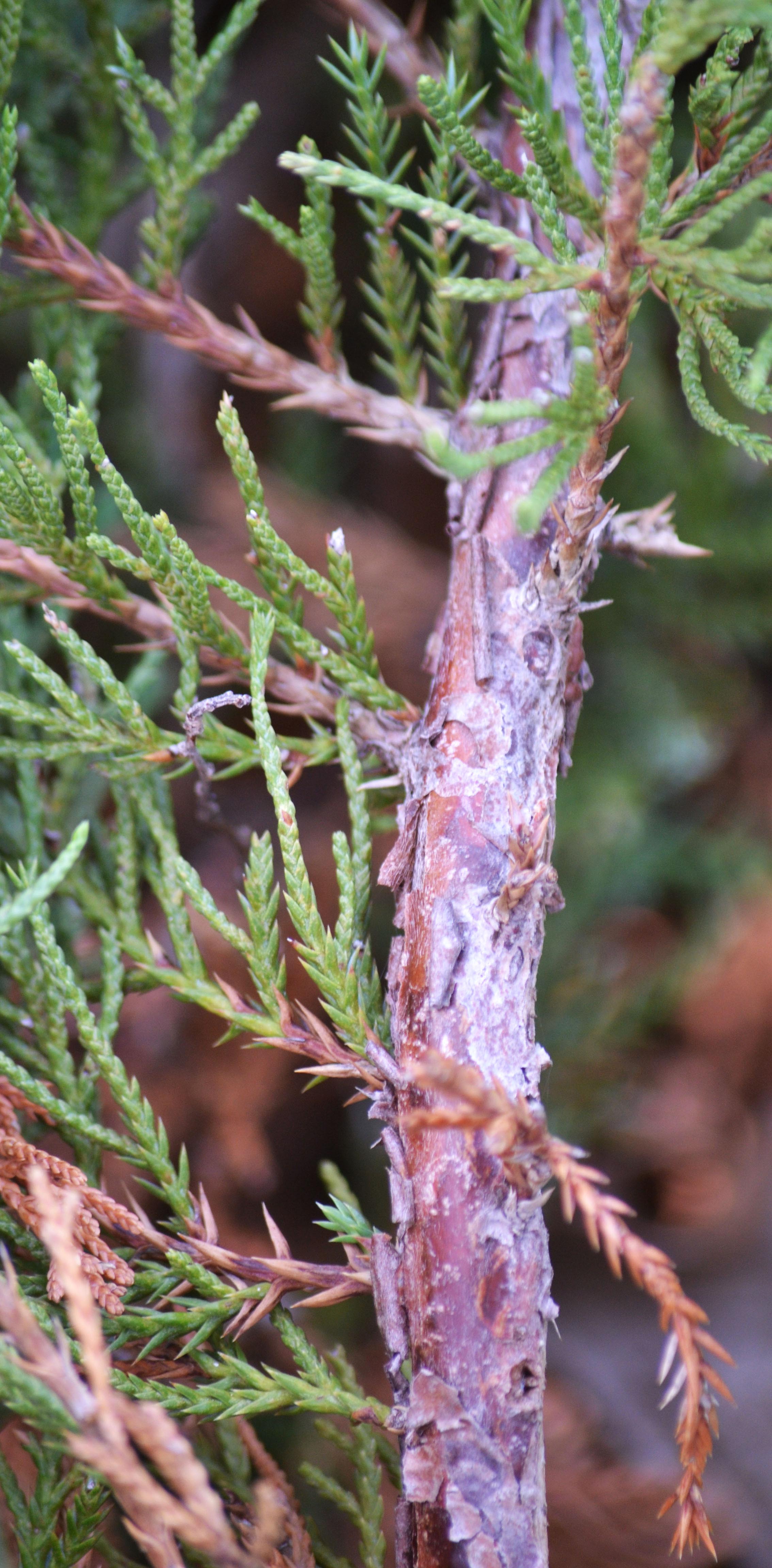 Juniperus × pfitzeriana ‘Kallay’s Compacta’ – Purdue Arboretum Explorer