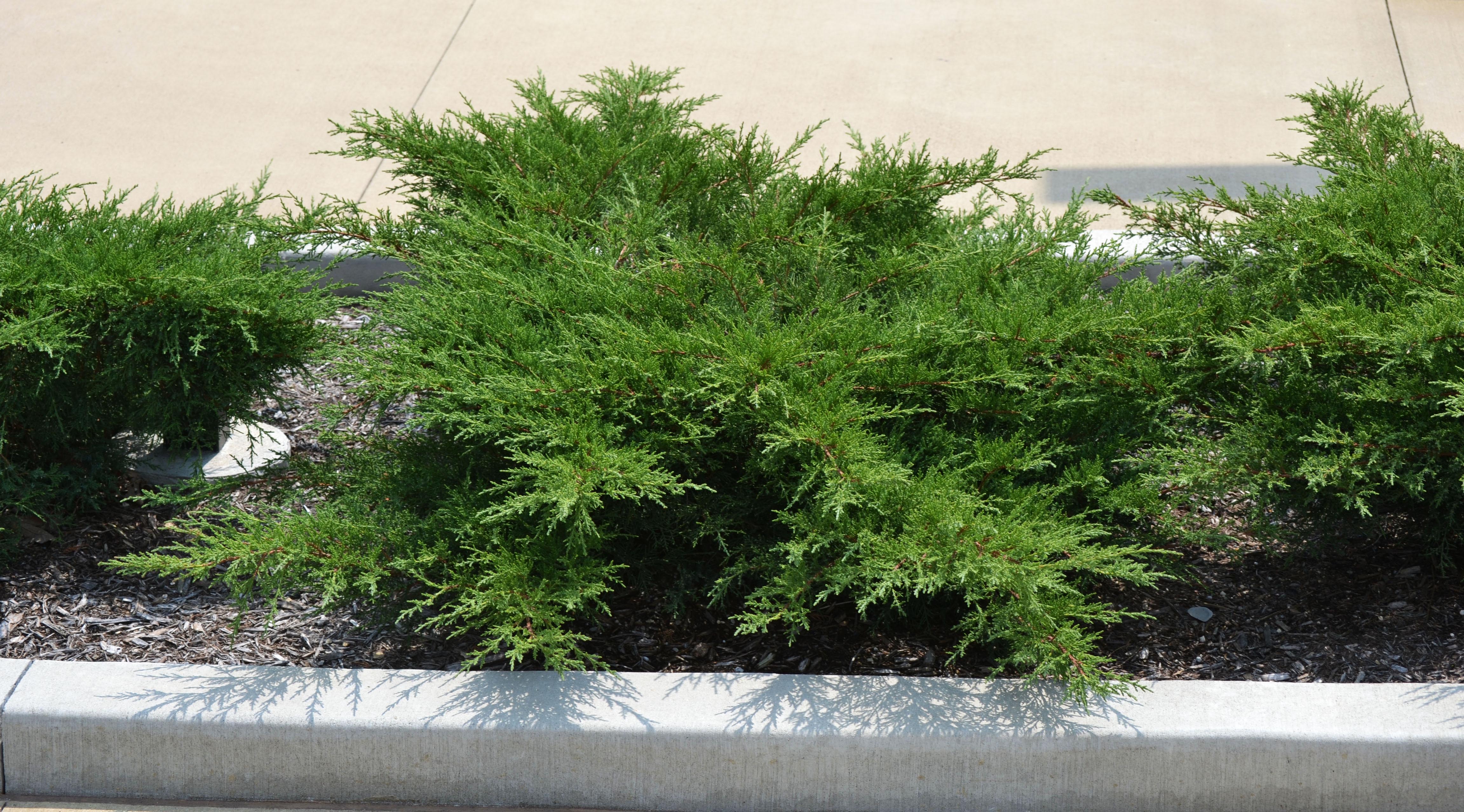 Juniperus × pfitzeriana ‘Kallay’s Compacta’ – Purdue Arboretum Explorer