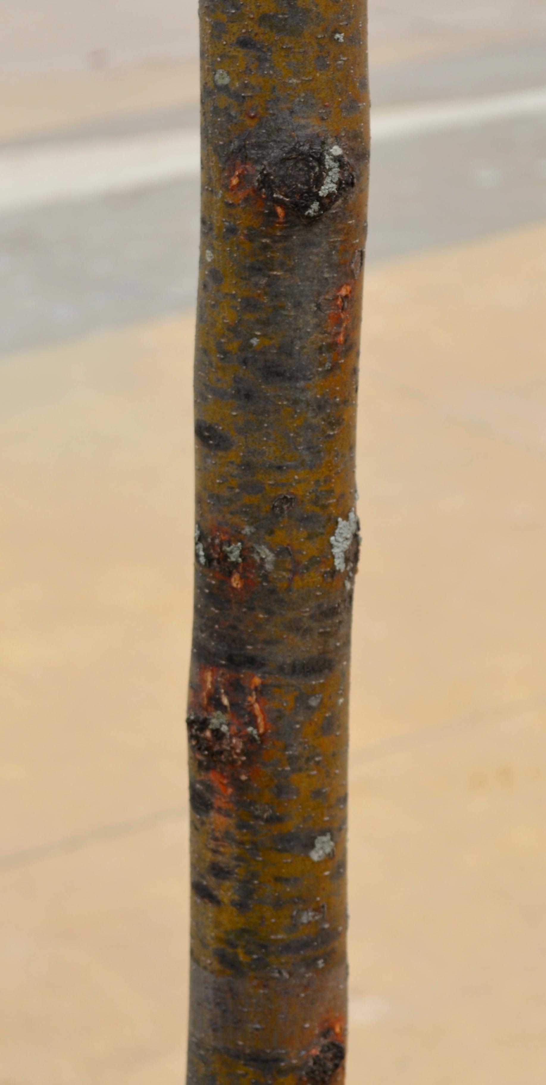 Gleditsia triacanthos f. inermis ‘Impcole’ [sold as Imperial®] – Purdue ...