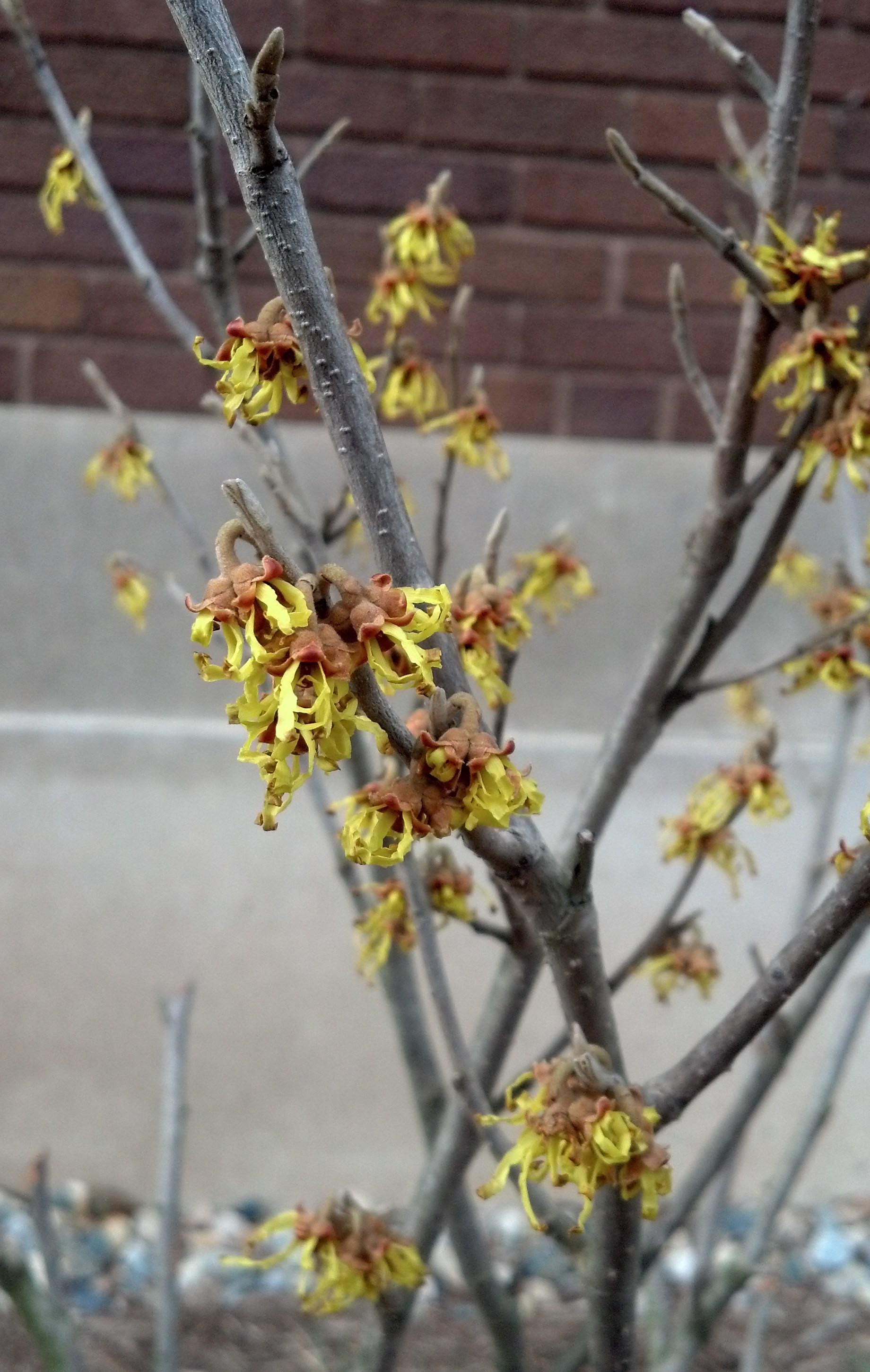 Hamamelis × intermedia ‘Sunburst’ – Purdue Arboretum Explorer