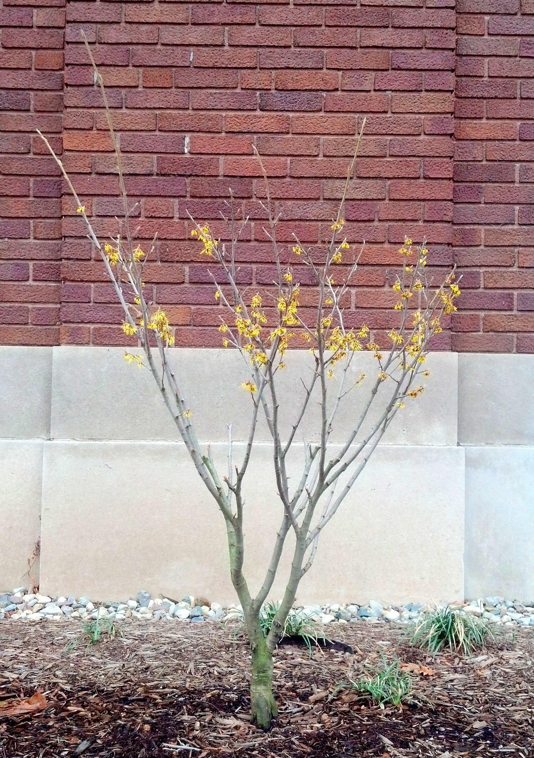 Hamamelis × intermedia ‘Sunburst’ – Purdue Arboretum Explorer
