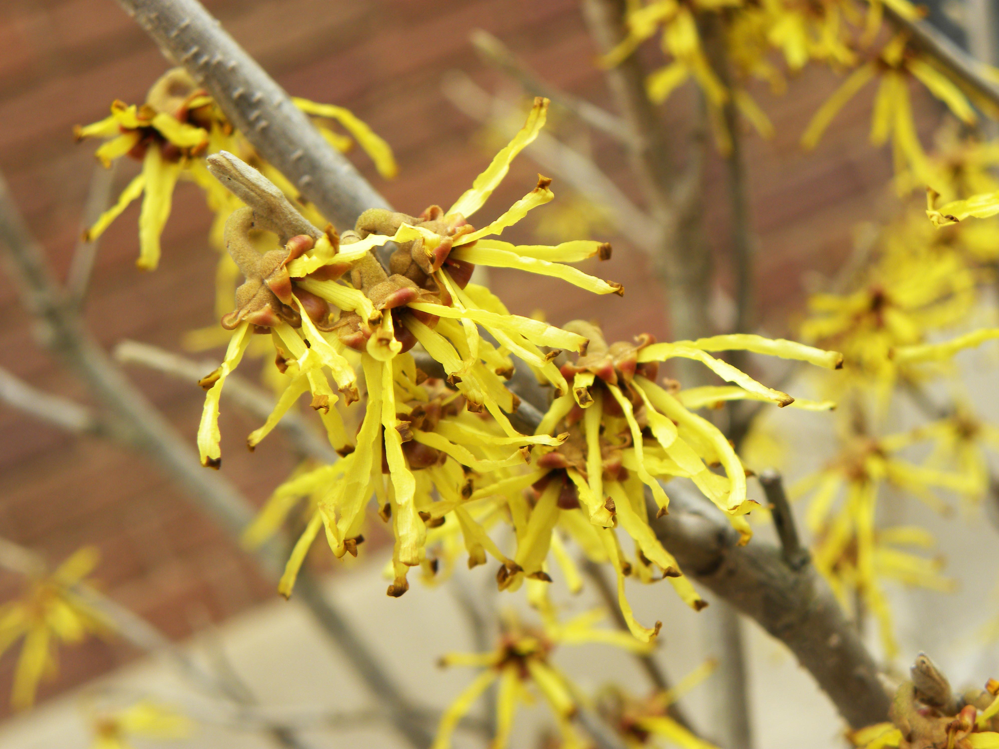 Hamamelis × intermedia ‘Sunburst’ – Purdue Arboretum Explorer