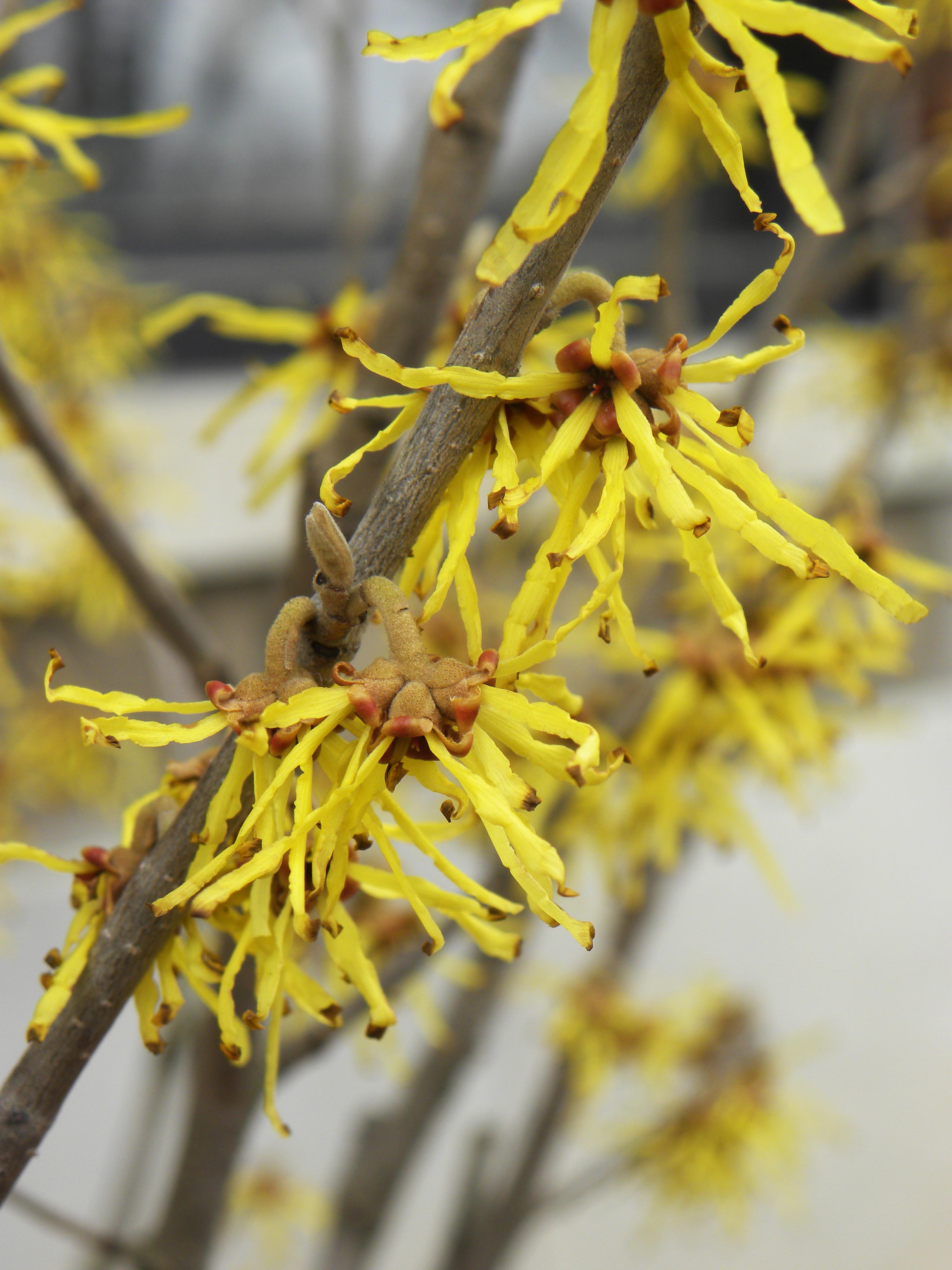 Hamamelis × intermedia ‘Sunburst’ – Purdue Arboretum Explorer