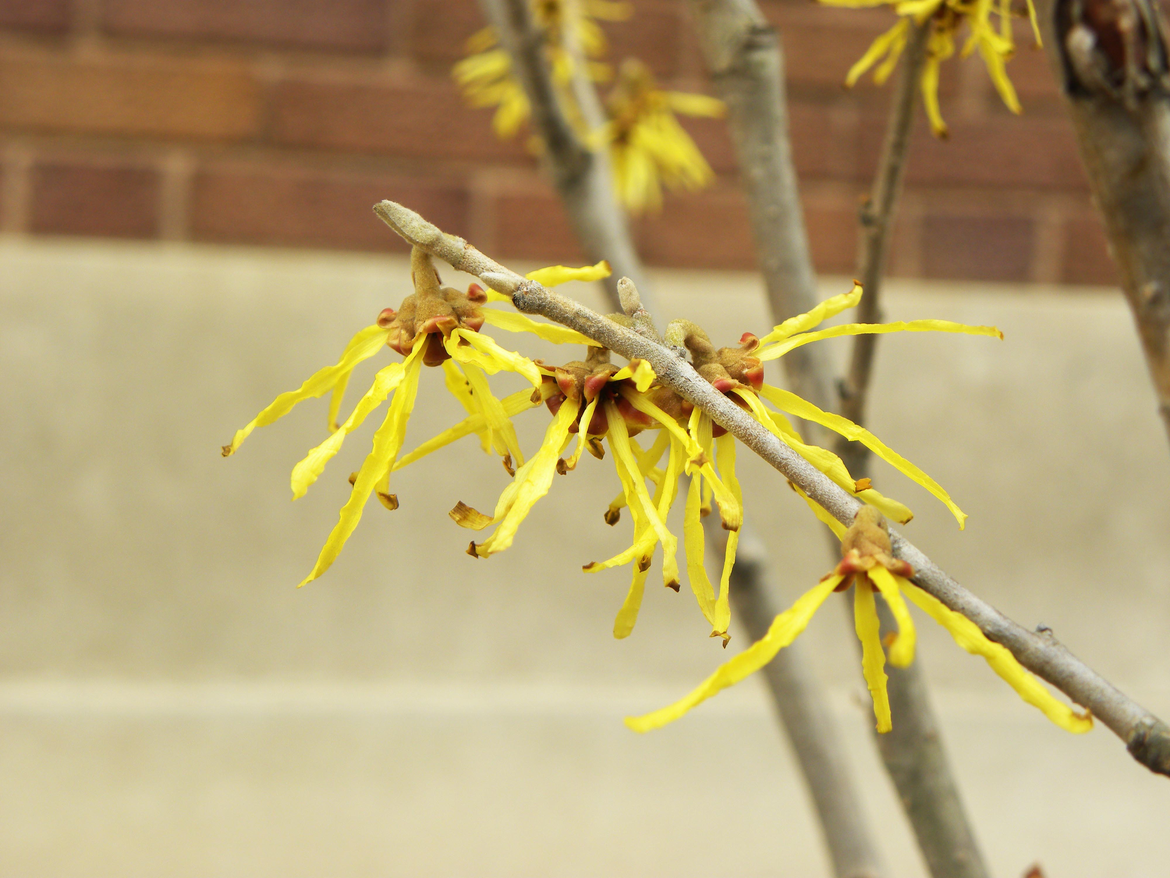 Hamamelis × intermedia ‘Sunburst’ – Purdue Arboretum Explorer