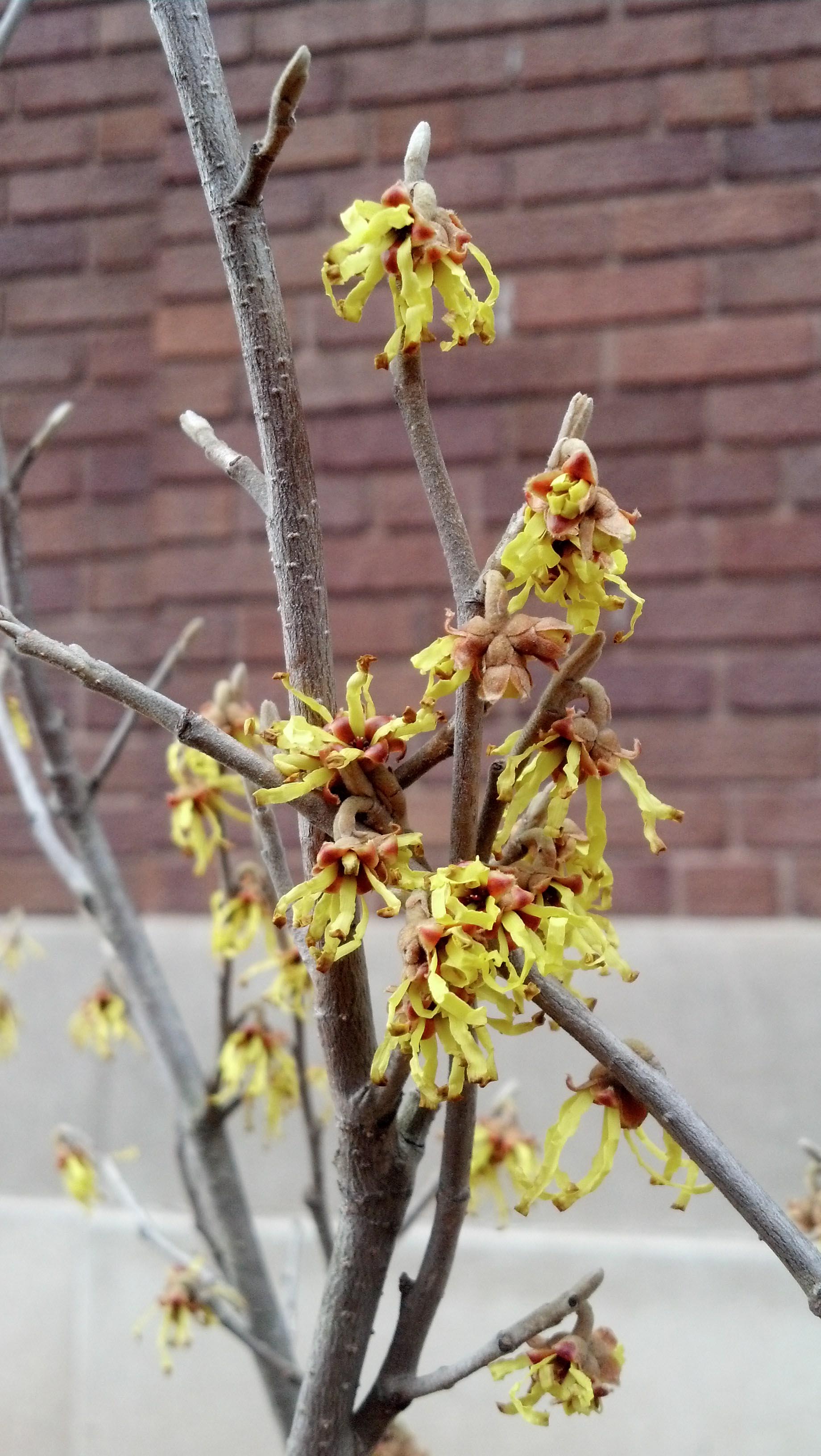 Hamamelis × intermedia ‘Sunburst’ – Purdue Arboretum Explorer