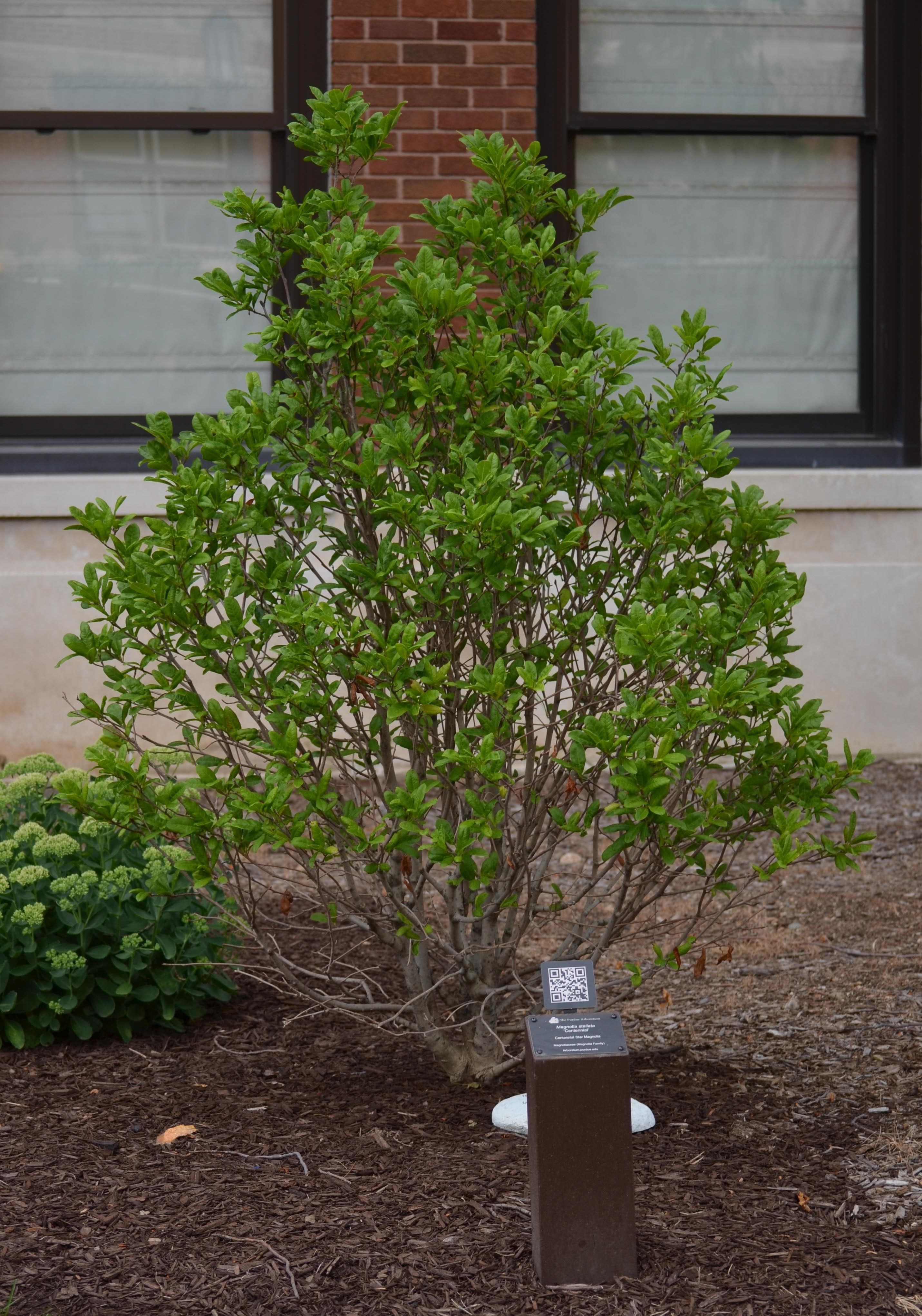 Magnolia stellata ‘Centennial’ – Purdue Arboretum Explorer