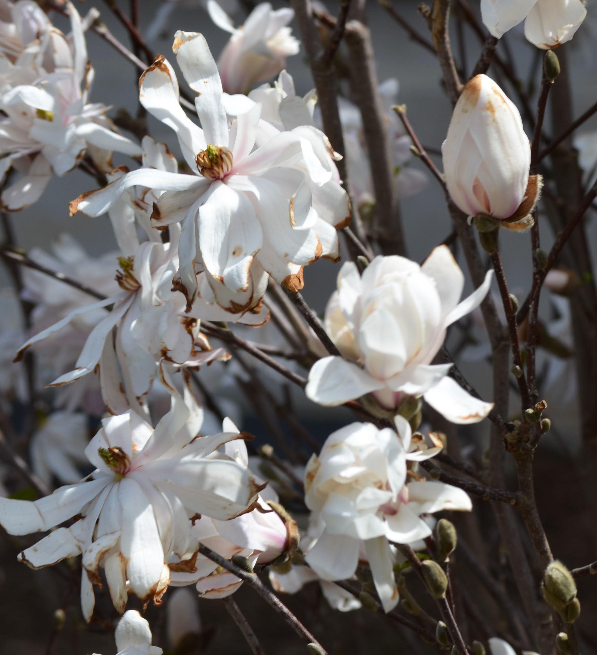 Magnolia stellata ‘Centennial’ – Purdue Arboretum Explorer