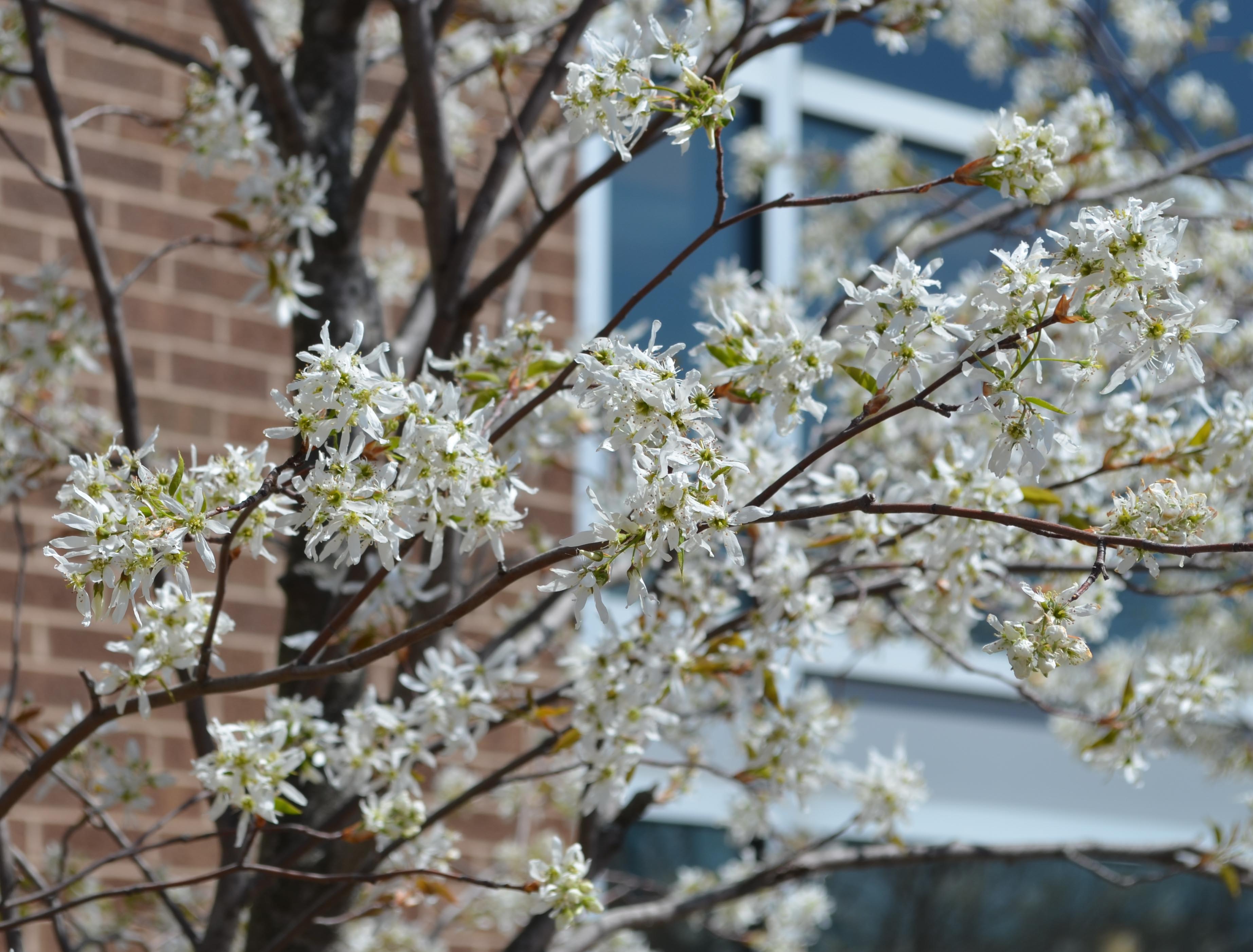 Amelanchier laevis ‘JFS-Arb’ [sold as Spring Flurry®] – Purdue ...