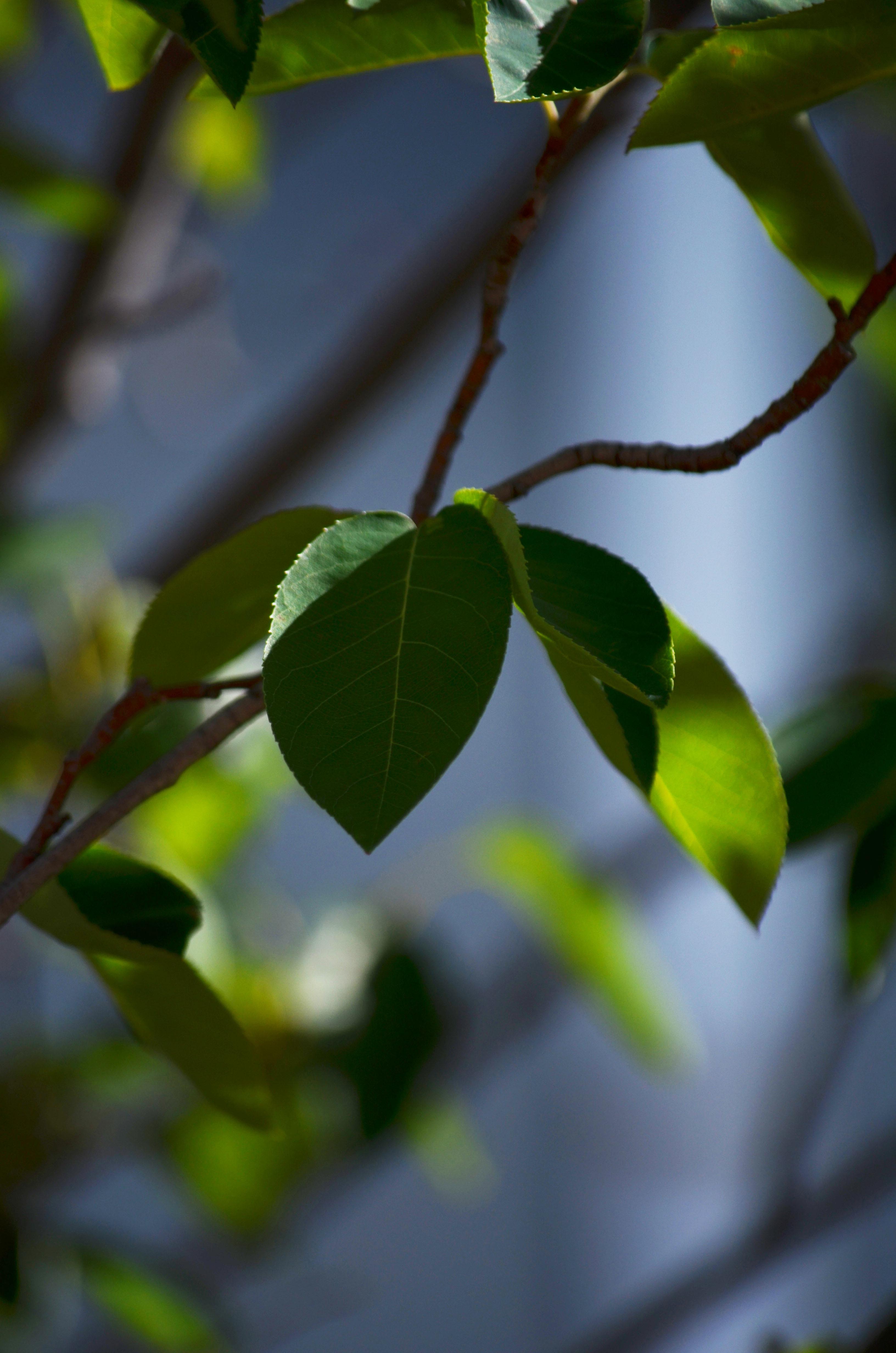 Amelanchier laevis ‘JFS-Arb’ [sold as Spring Flurry®] – Purdue ...