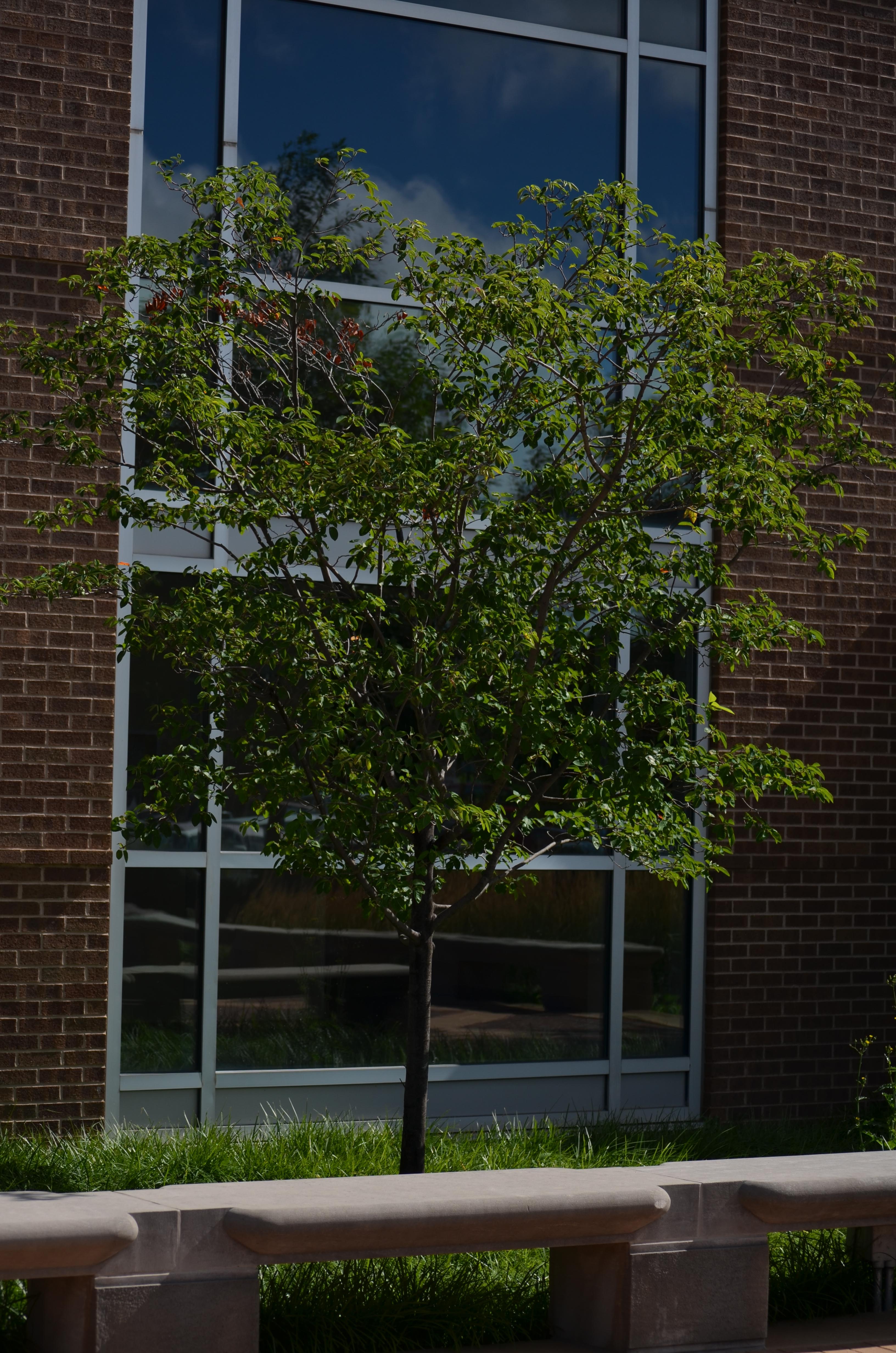 Amelanchier laevis ‘JFS-Arb’ [sold as Spring Flurry®] – Purdue ...