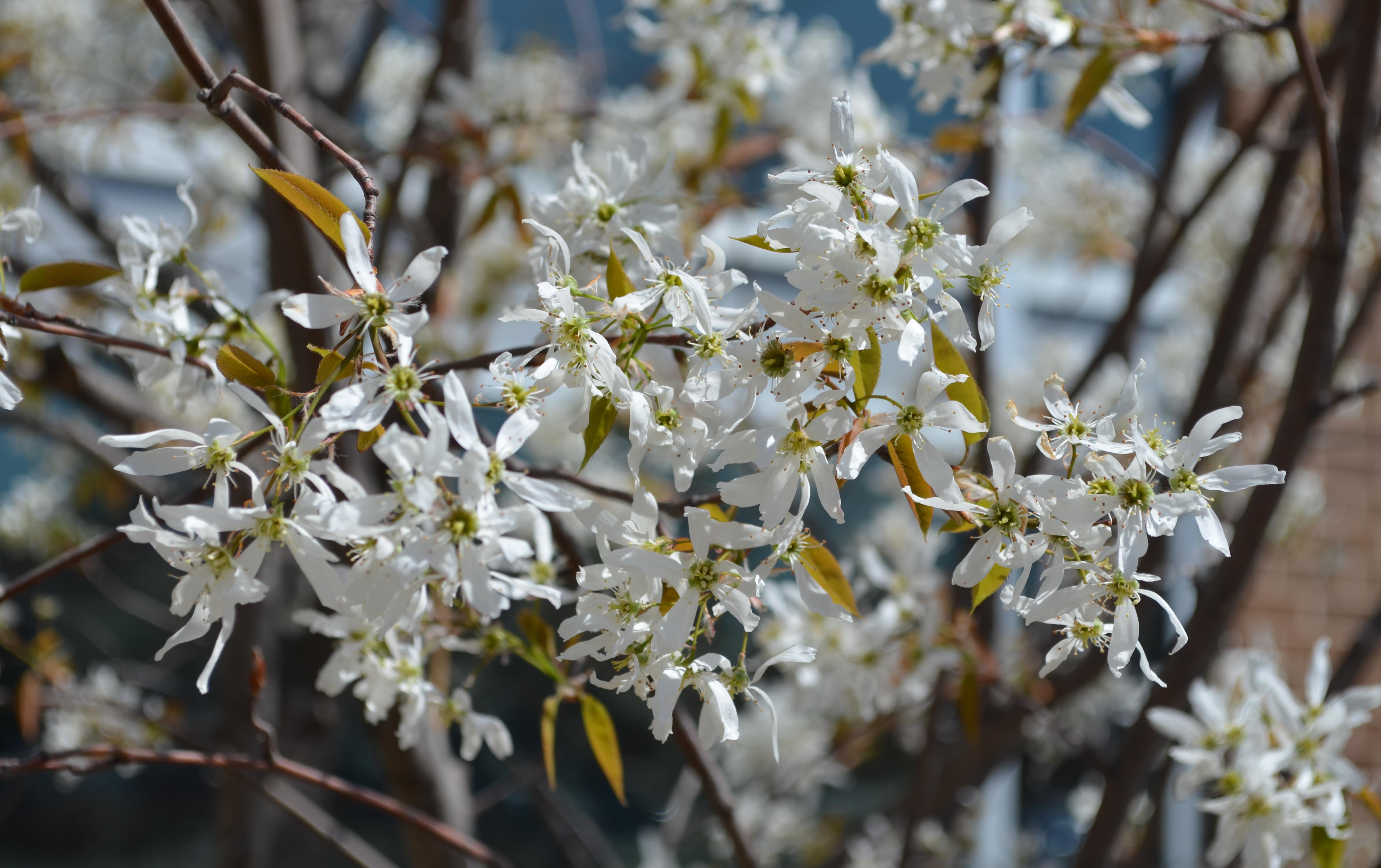 Amelanchier laevis ‘JFS-Arb’ [sold as Spring Flurry®] – Purdue ...